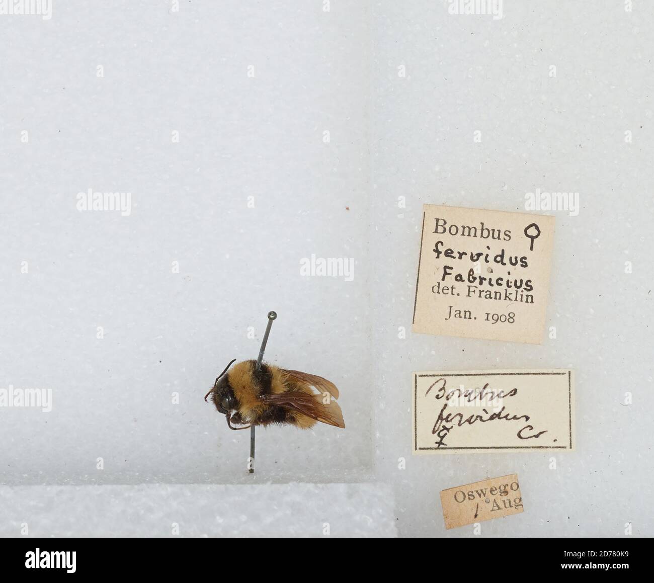 Oswego, New York, United States, Bombus (Fervidobombus) fervidus ...