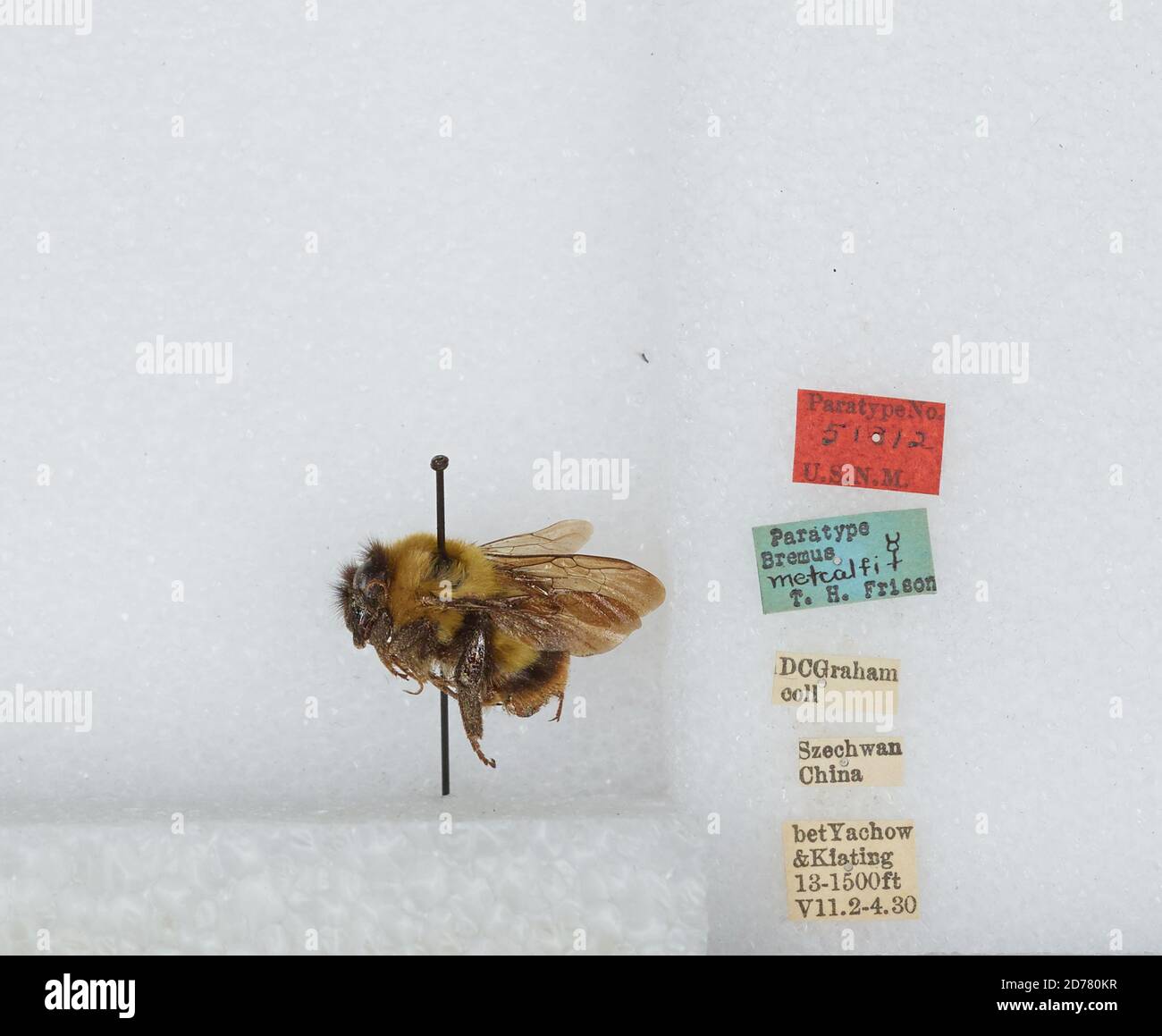 Between Yachow and Kiating, Sichuan, China, Bombus (Orientalibombus ...