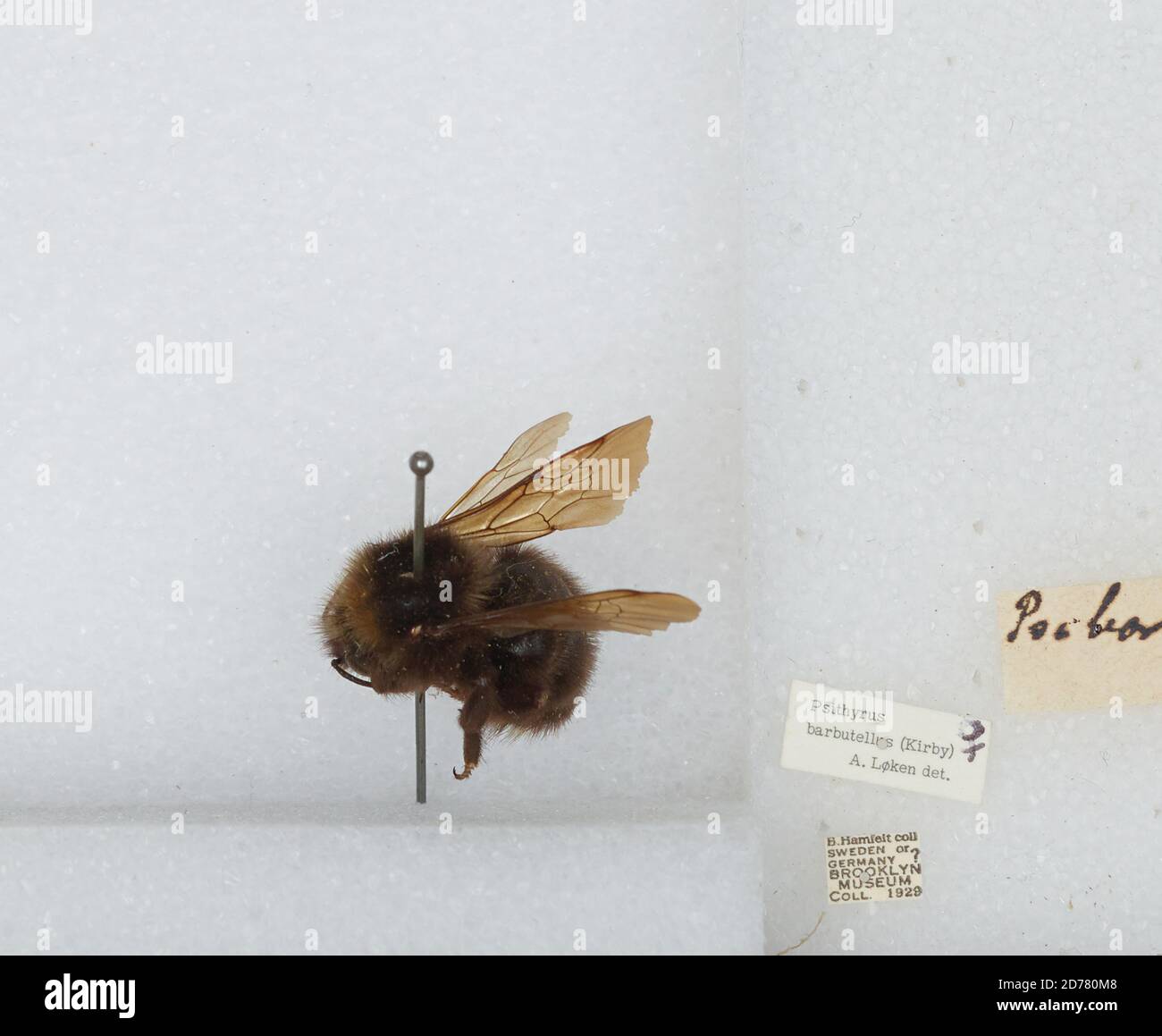 Psithyrus barbutellus hi-res stock photography and images - Alamy