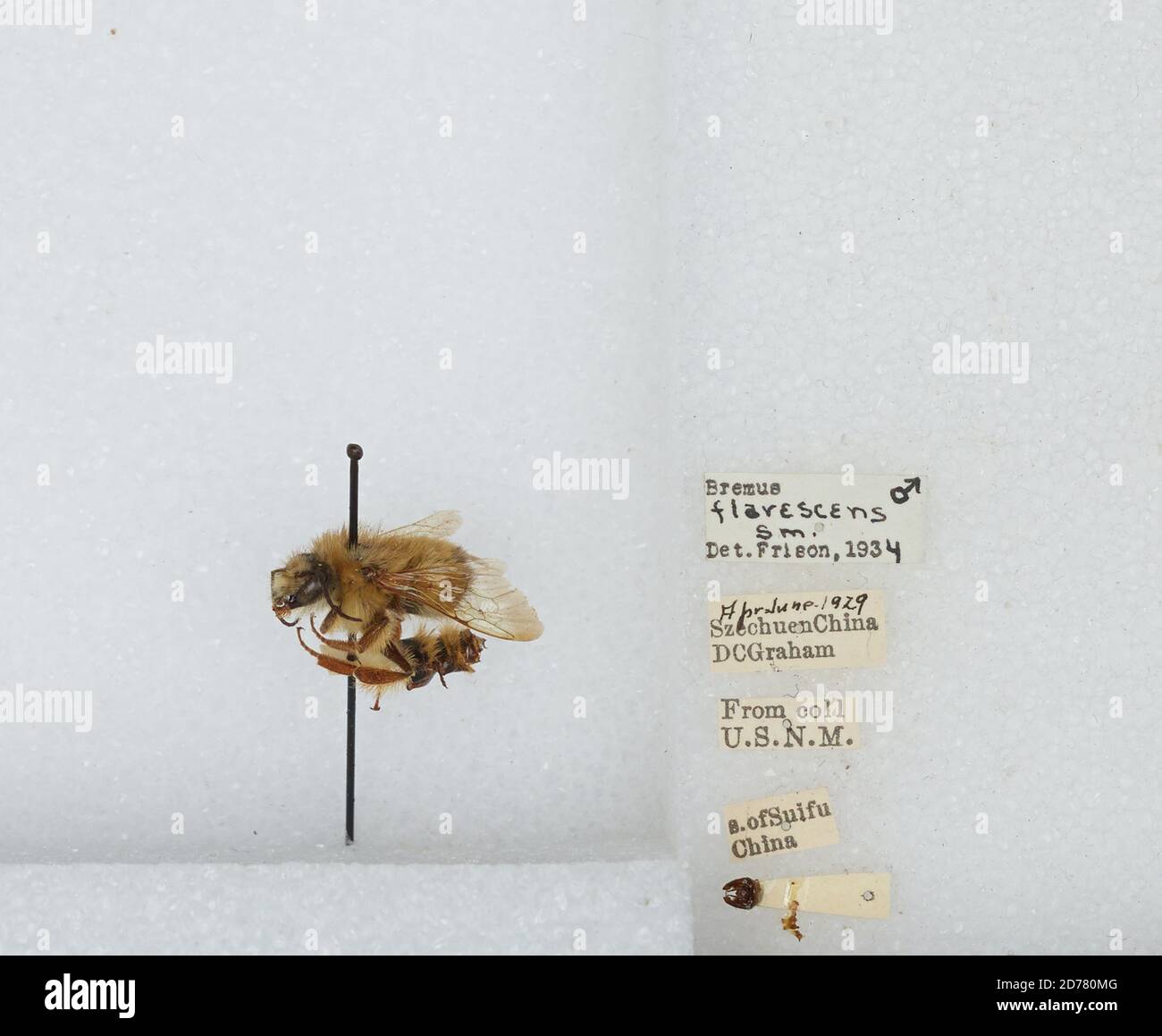 South of Yibin, formerly Suifu, Sichuan, China, Bombus (Pyrobombus ...