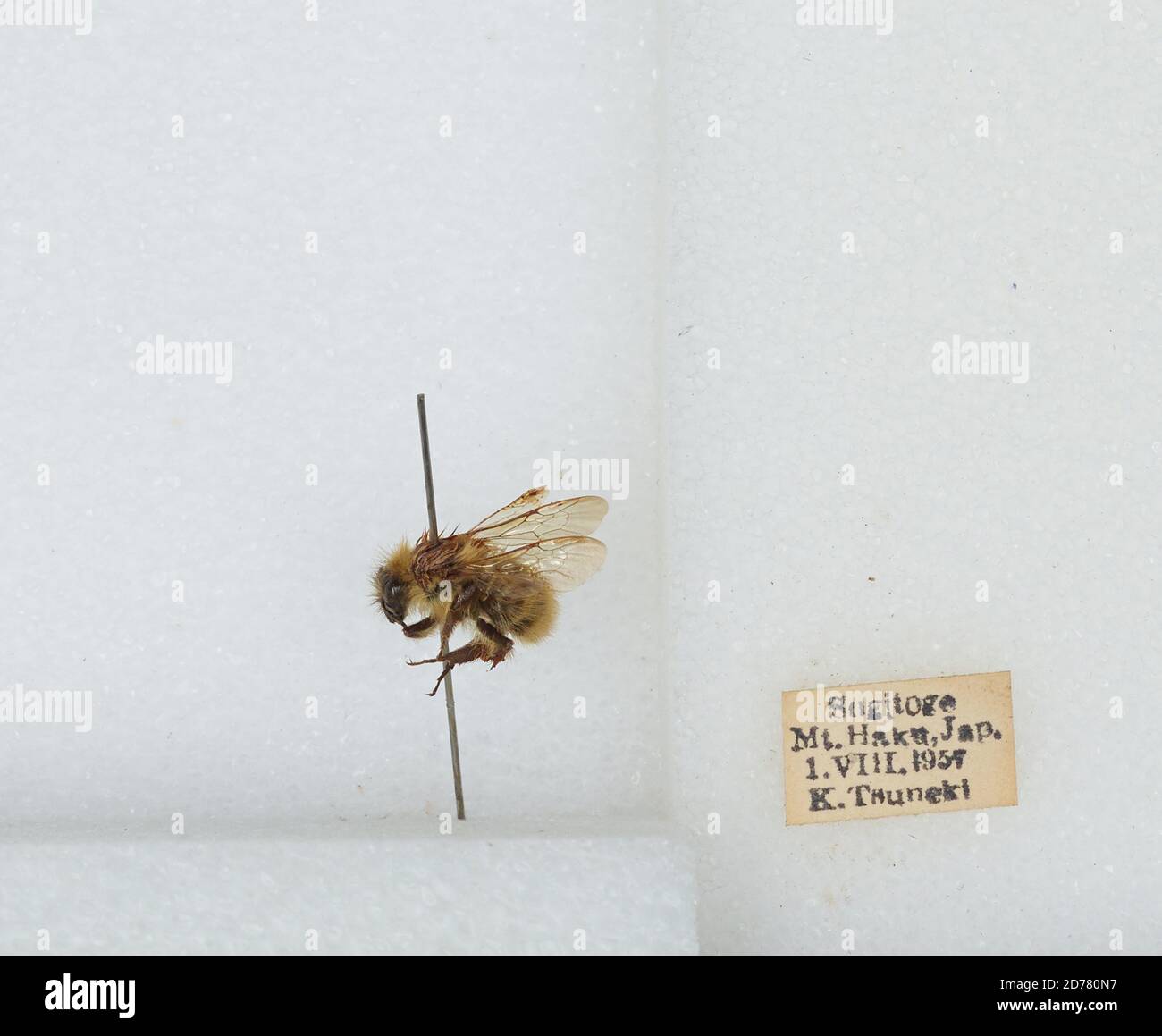 Sugitoge, Mt. Haku, Japan, Bombus (Diversobombus) diversus Smith ...