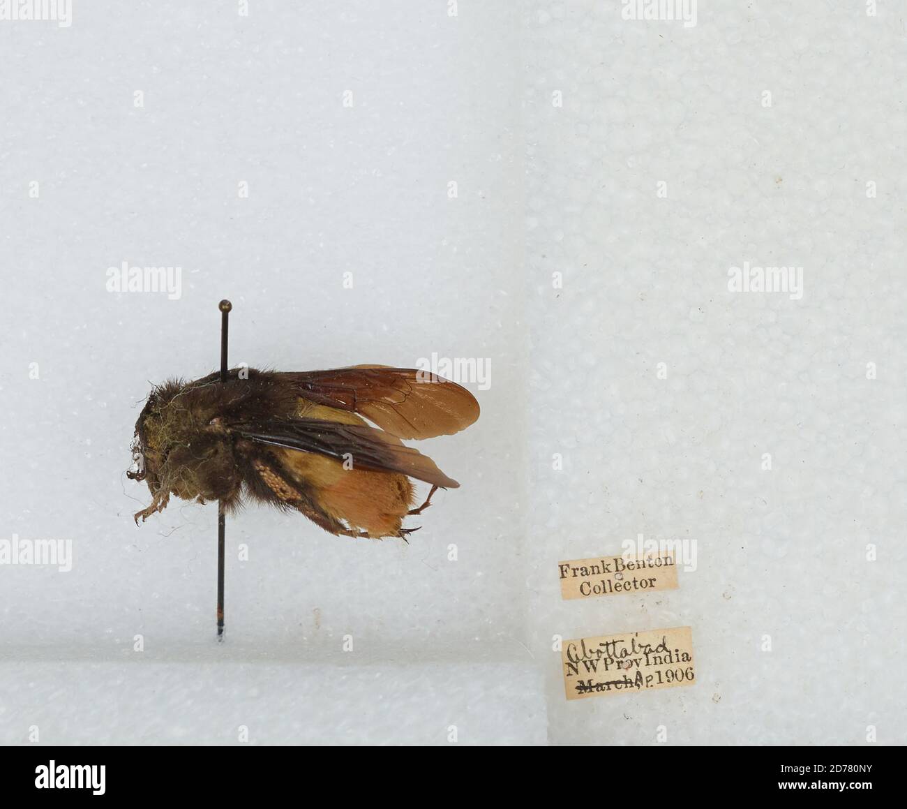 Abbottabad, Khyber Pakhtunkhwa, Pakistan, Bombus (Orientalibombus ...