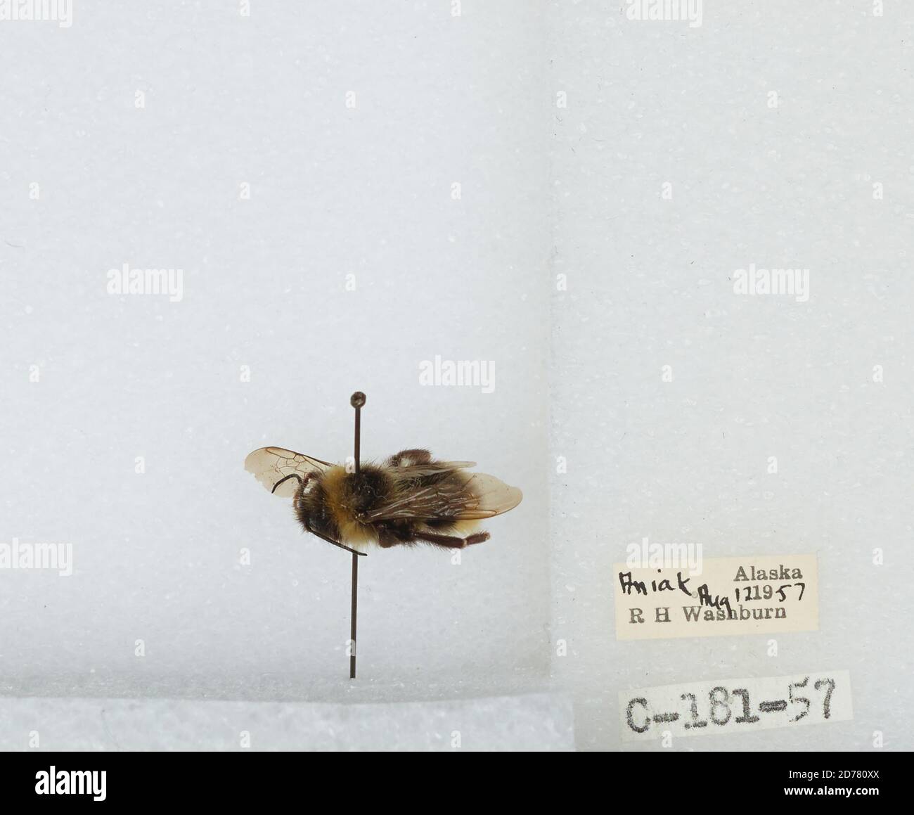 Aniak, Bethel, Alaska, United States, Bombus (Psithyrus) ashtoni ...