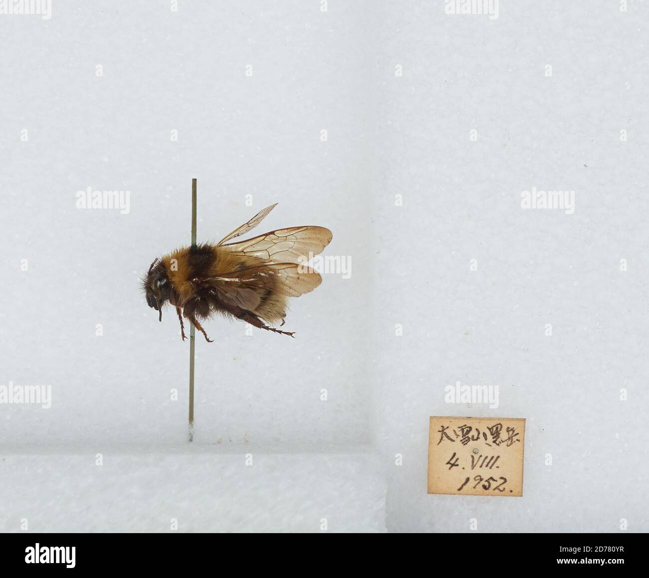 Mount Kuro, Daisetsuzan, Japan, Bombus (Diversobombus) diversus Smith, Animalia, Arthropoda ...