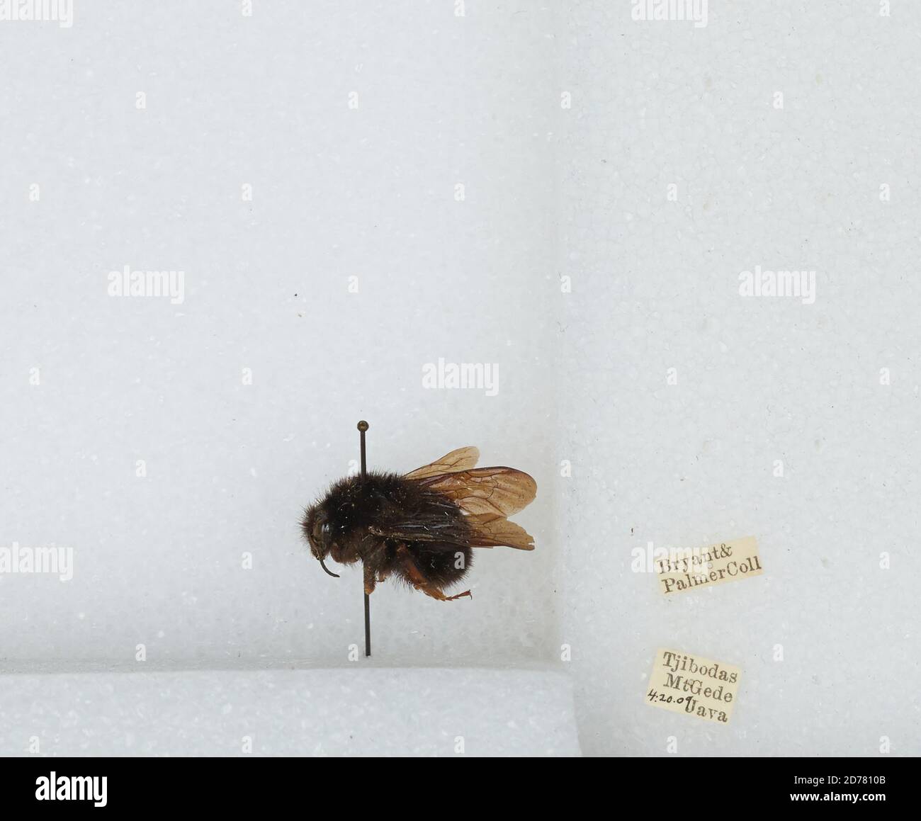 Mount Gede, West Java, Indonesia, Bombus (Tricornibombus) atripes Smith ...
