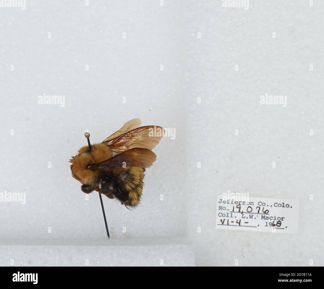 Jefferson, Colorado, United States, Bombus (Fervidobombus) fervidus ...