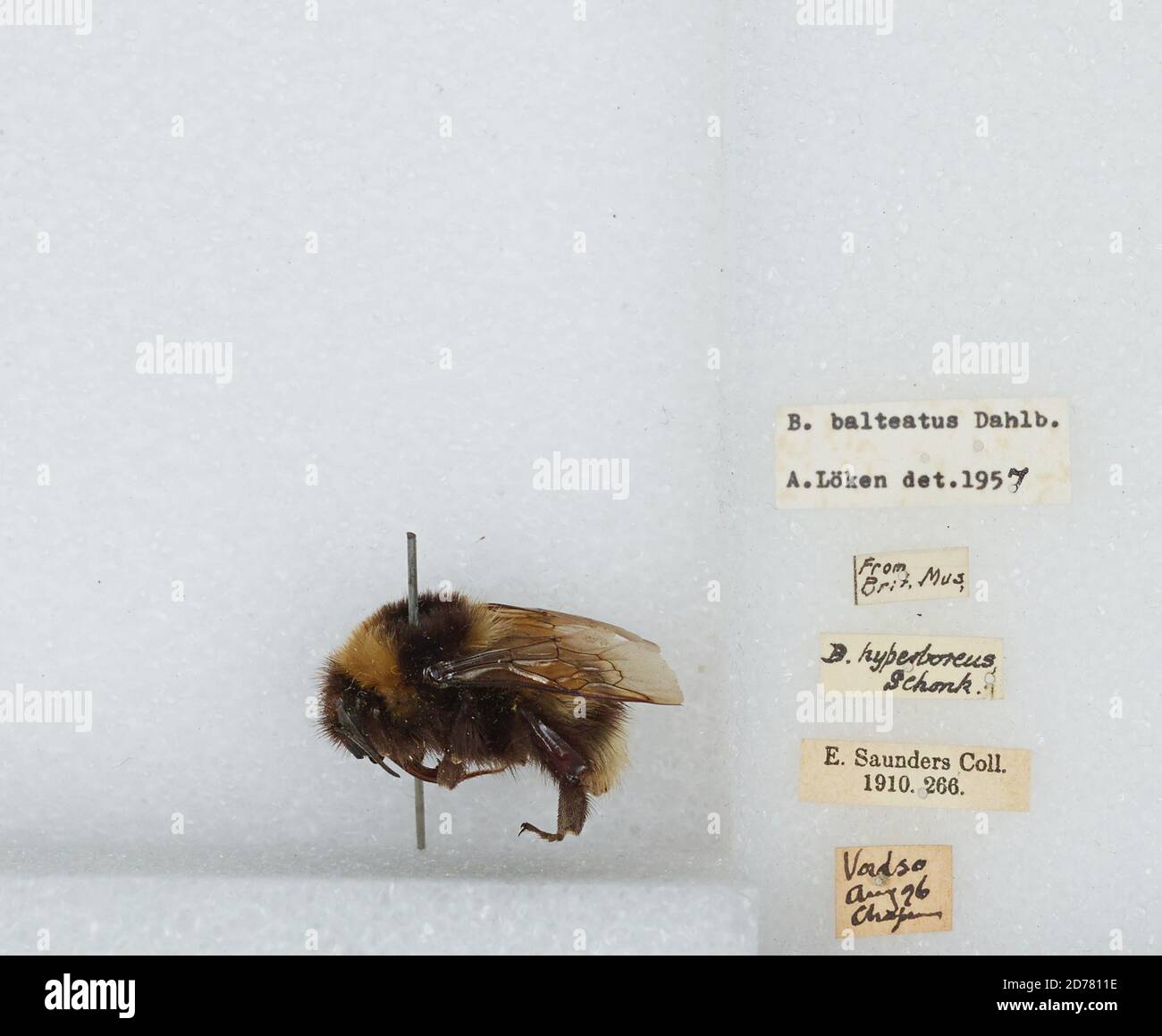 Bombus (Alpinobombus) balteatus Dahlbom, Animalia, Arthropoda, Insecta ...