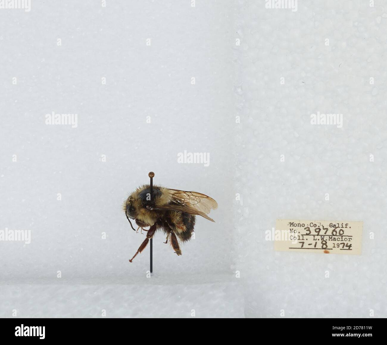 Mono, California, United States, Bombus (Pyrobombus) flavifrons Cresson ...