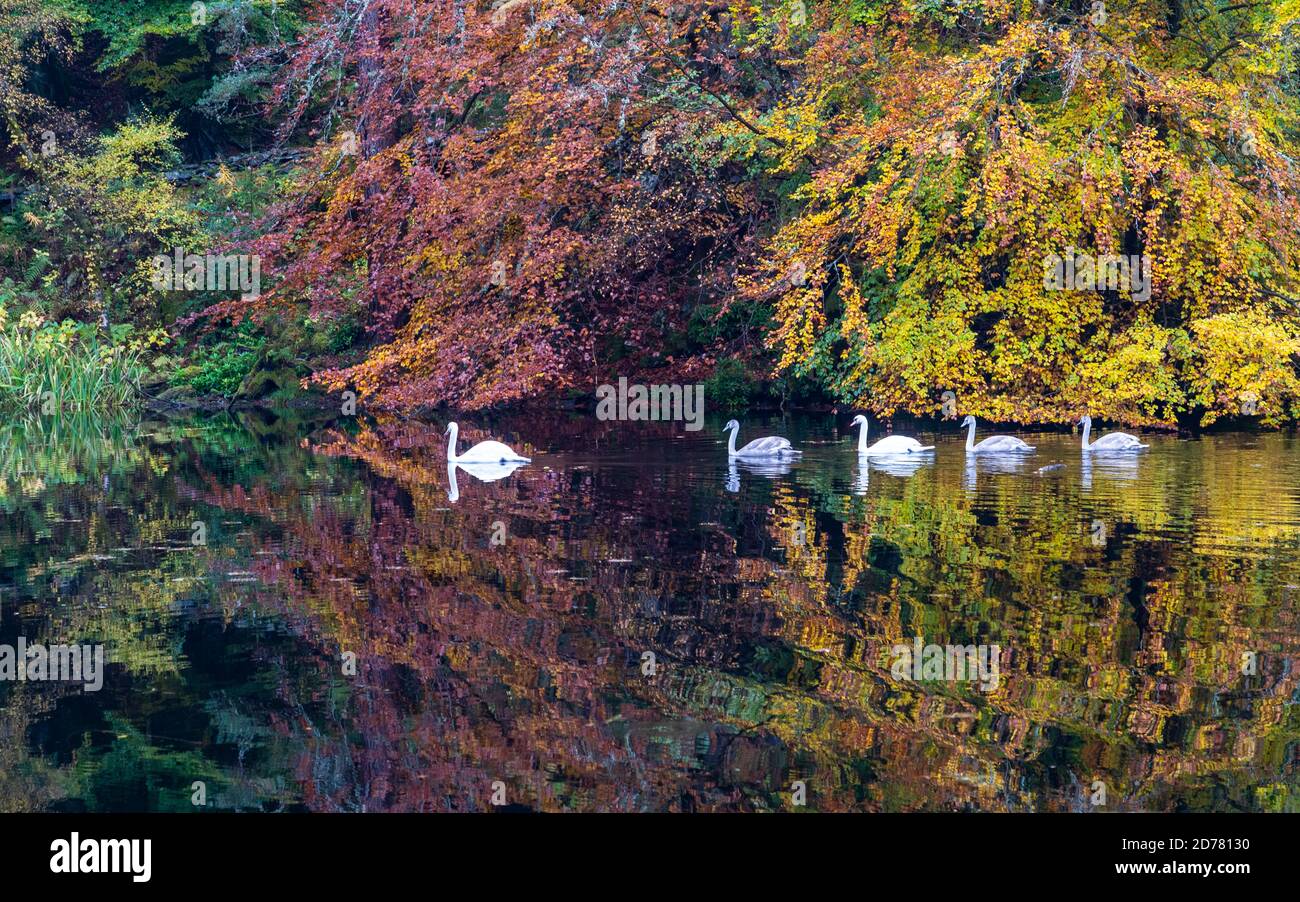 Scotland fall colors hi-res stock photography and images - Alamy