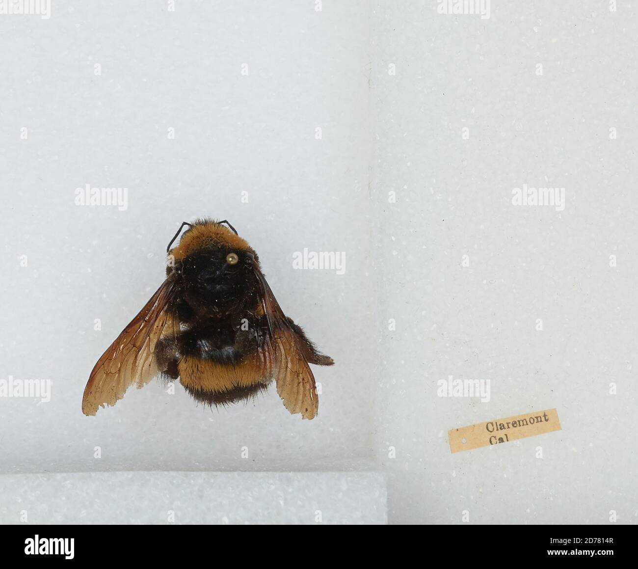 Claremont, Los Angeles, California, United States, Bombus ...
