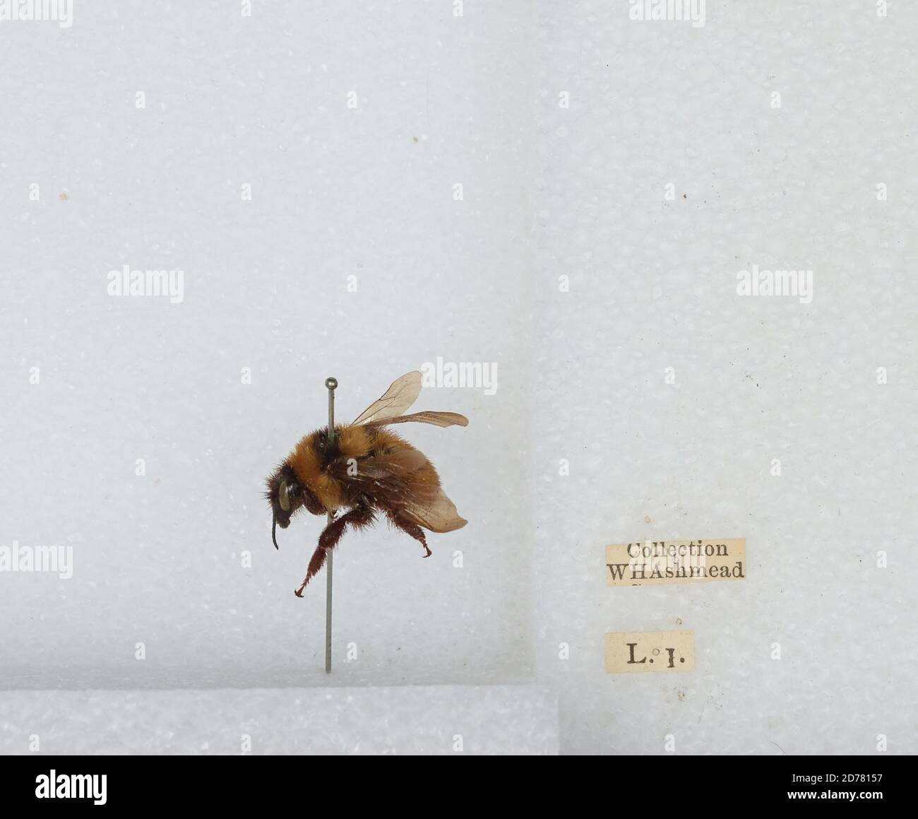 Bombus (Fervidobombus) fervidus fervidus (Fabricius), Animalia ...