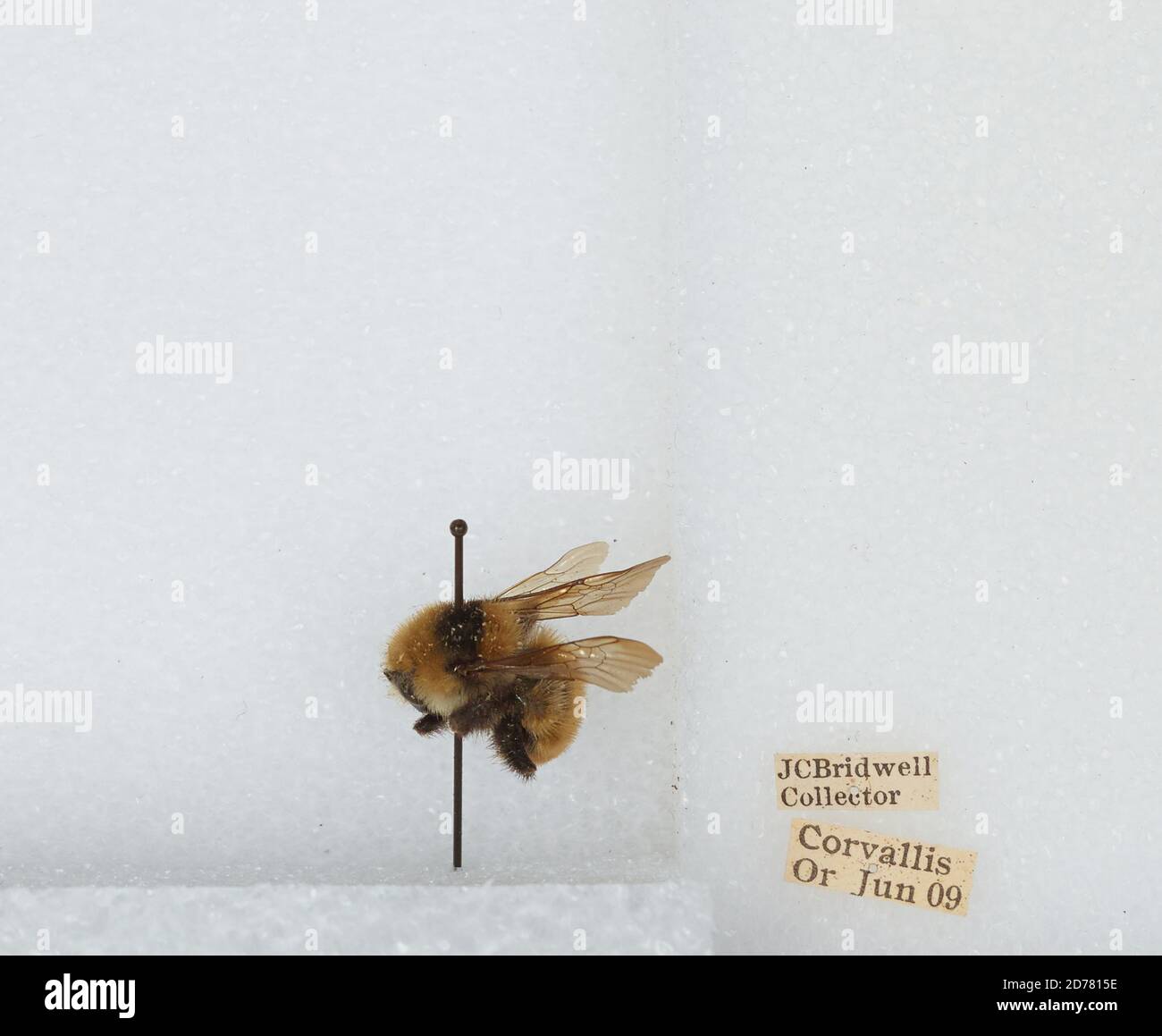Corvallis, Benton, Oregon, United States, Bombus (Subterraneobombus ...