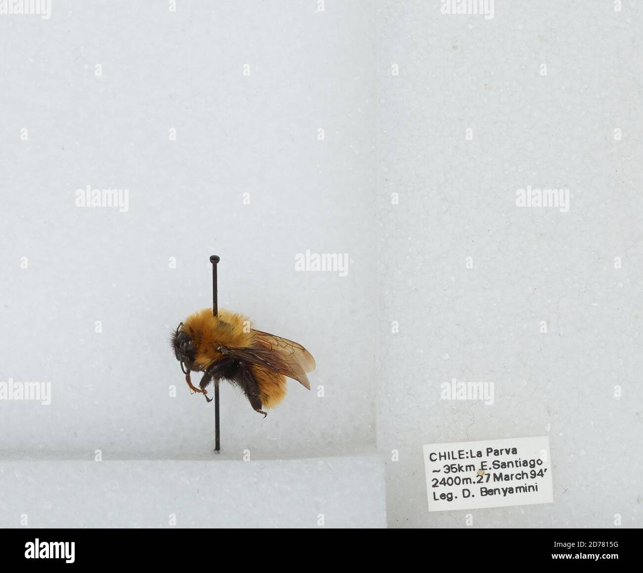 La Parva, about 35 kilometers east of Santiago, Chile, Bombus ...