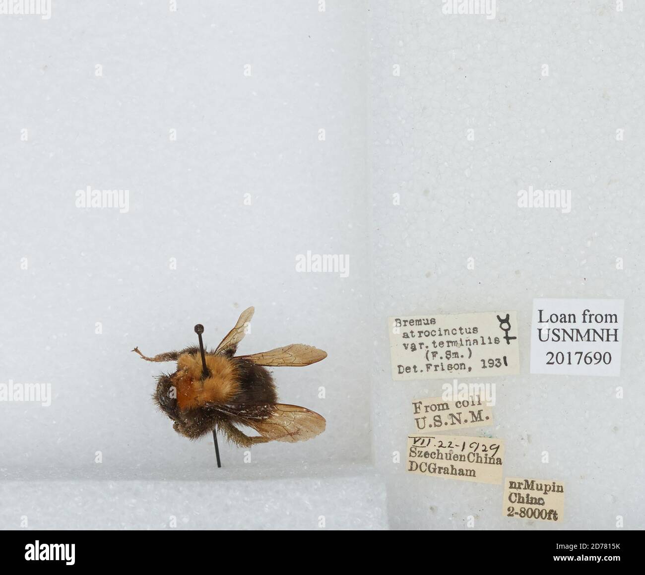 near Muping, formerly Mupin, Sichuan, China, Bombus (Festivobombus ...