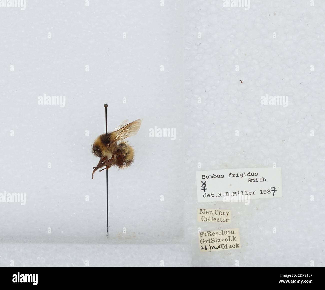 Fort Resolution, Great Slave Lake, Mack, Northwest Territories, Canada ...