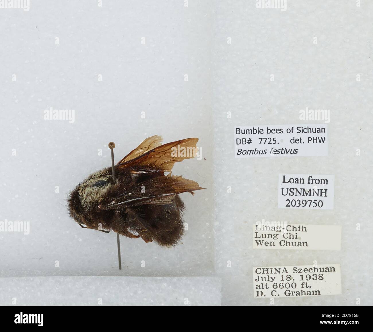 Linag-Chih, Lung Chi, Wen Chuan, Sichuan, China, Bombus (Festivobombus ...