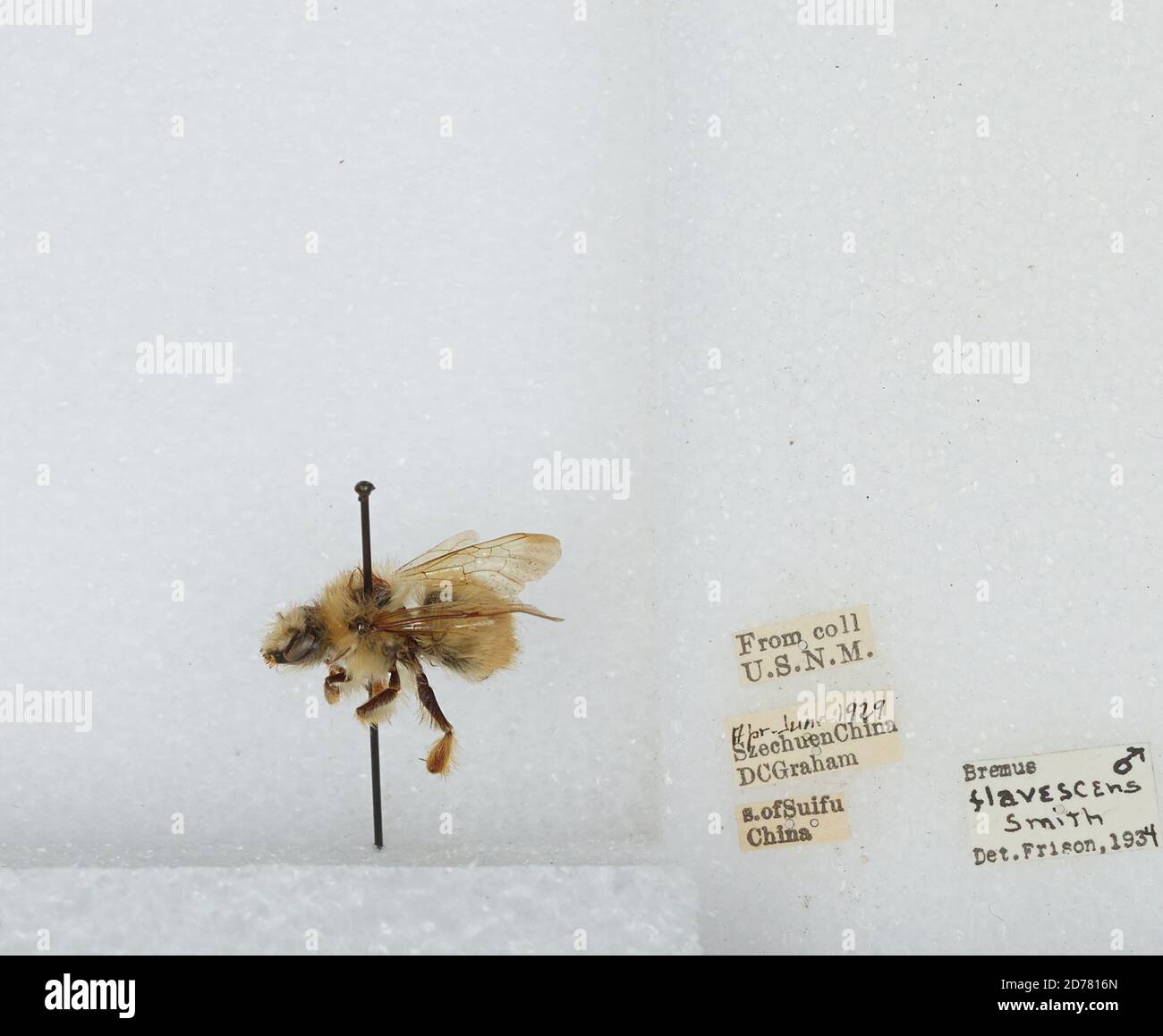 South of Yibin, formerly Suifu, Sichuan, China, Bombus (Pyrobombus ...