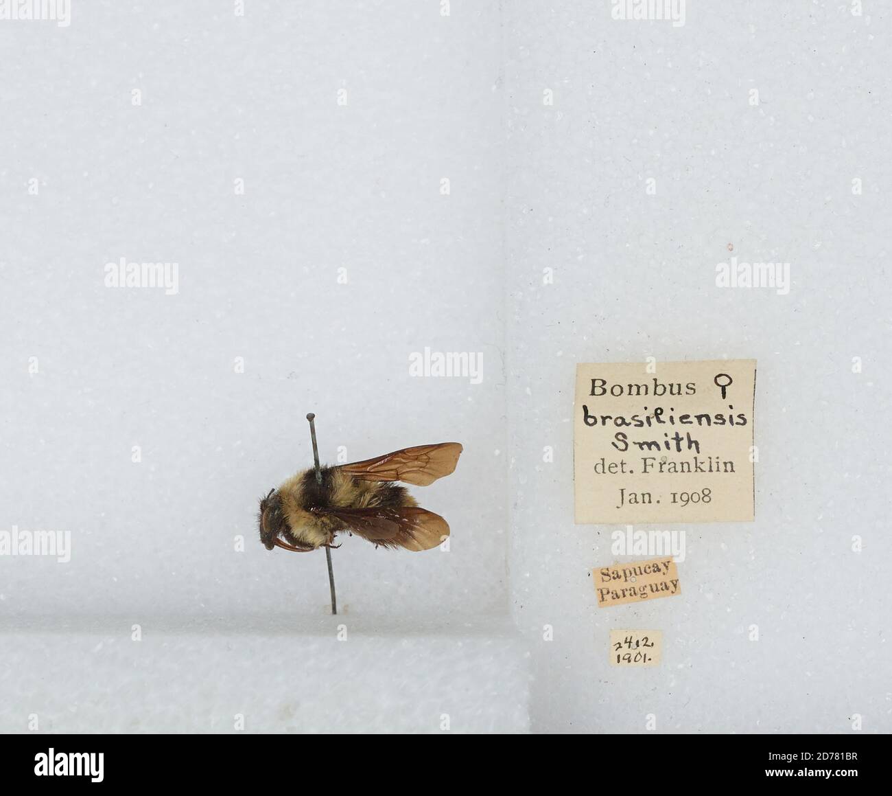 Sapucay, Paraguay, Bombus (Thoracobombus) brasiliensis Lepeletier, 1836 ...