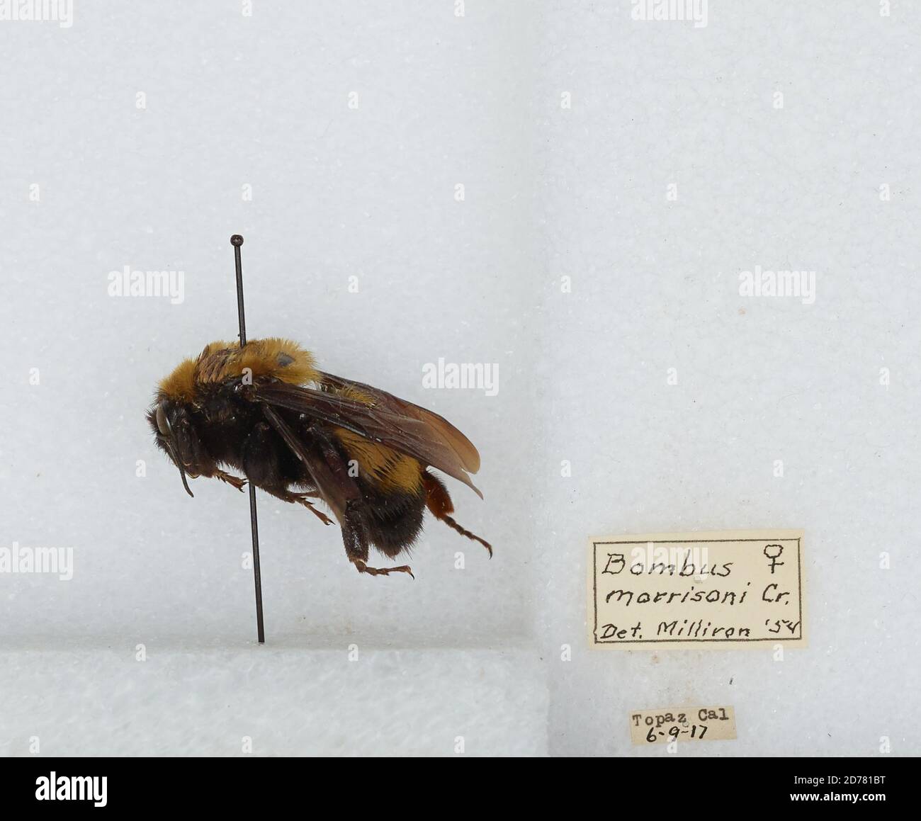 Topaz, Mono, California, United States, Bombus (Separatobombus ...