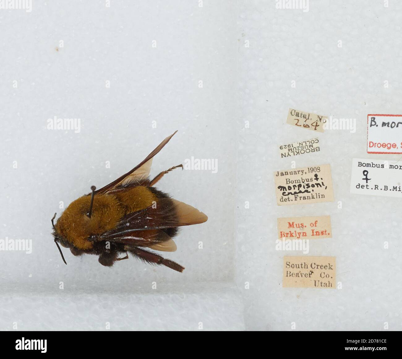 South Creek, Beaver, Utah, United States, Bombus (Separatobombus ...