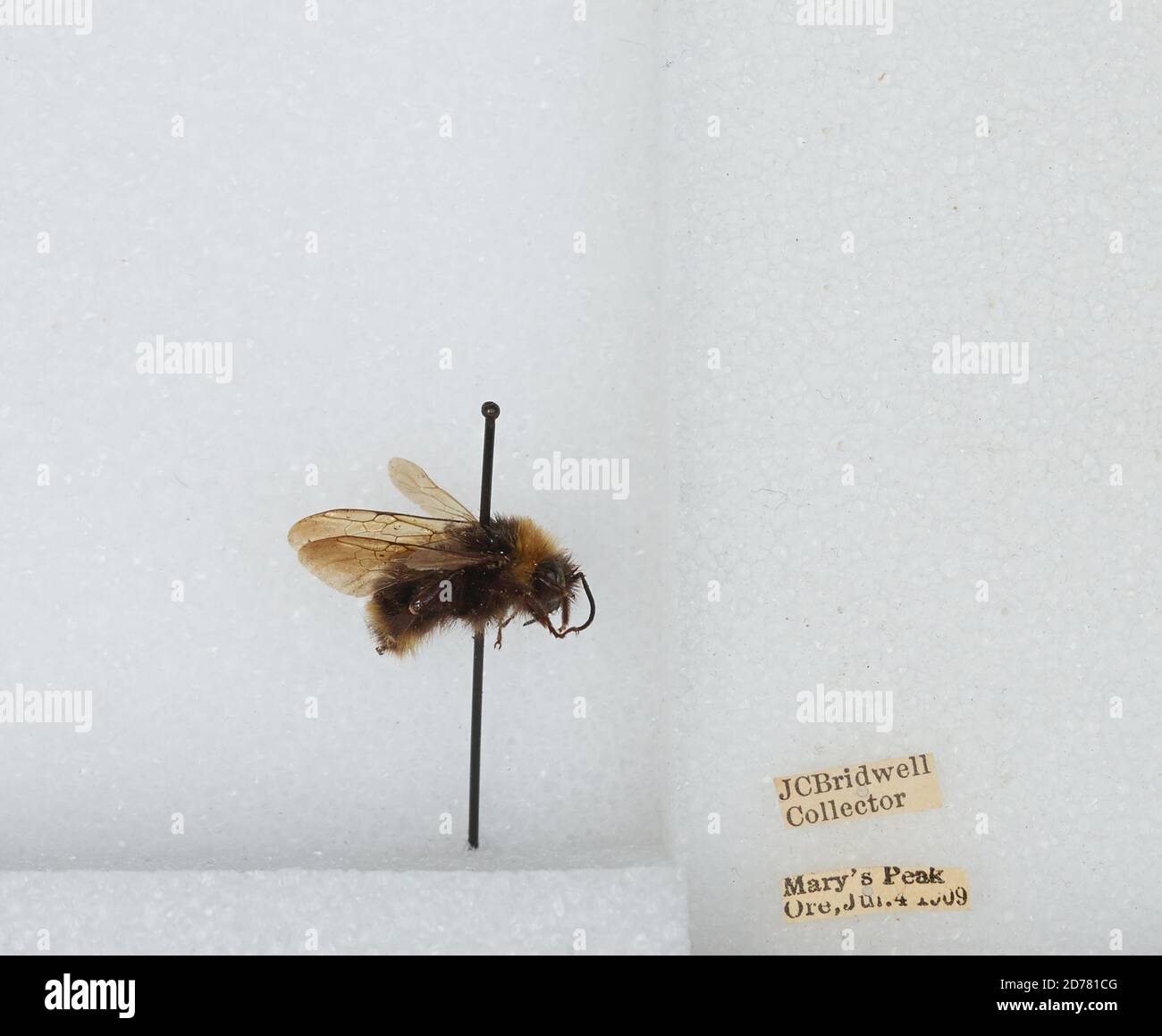 Mary's Peak, Benton, Oregon, United States, Bombus (Fervidobombus ...