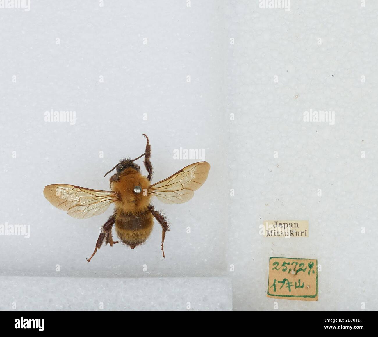 Japan, Bombus (Diversobombus) diversus Smith, Animalia, Arthropoda, Insecta, Hymenoptera, Apidae ...