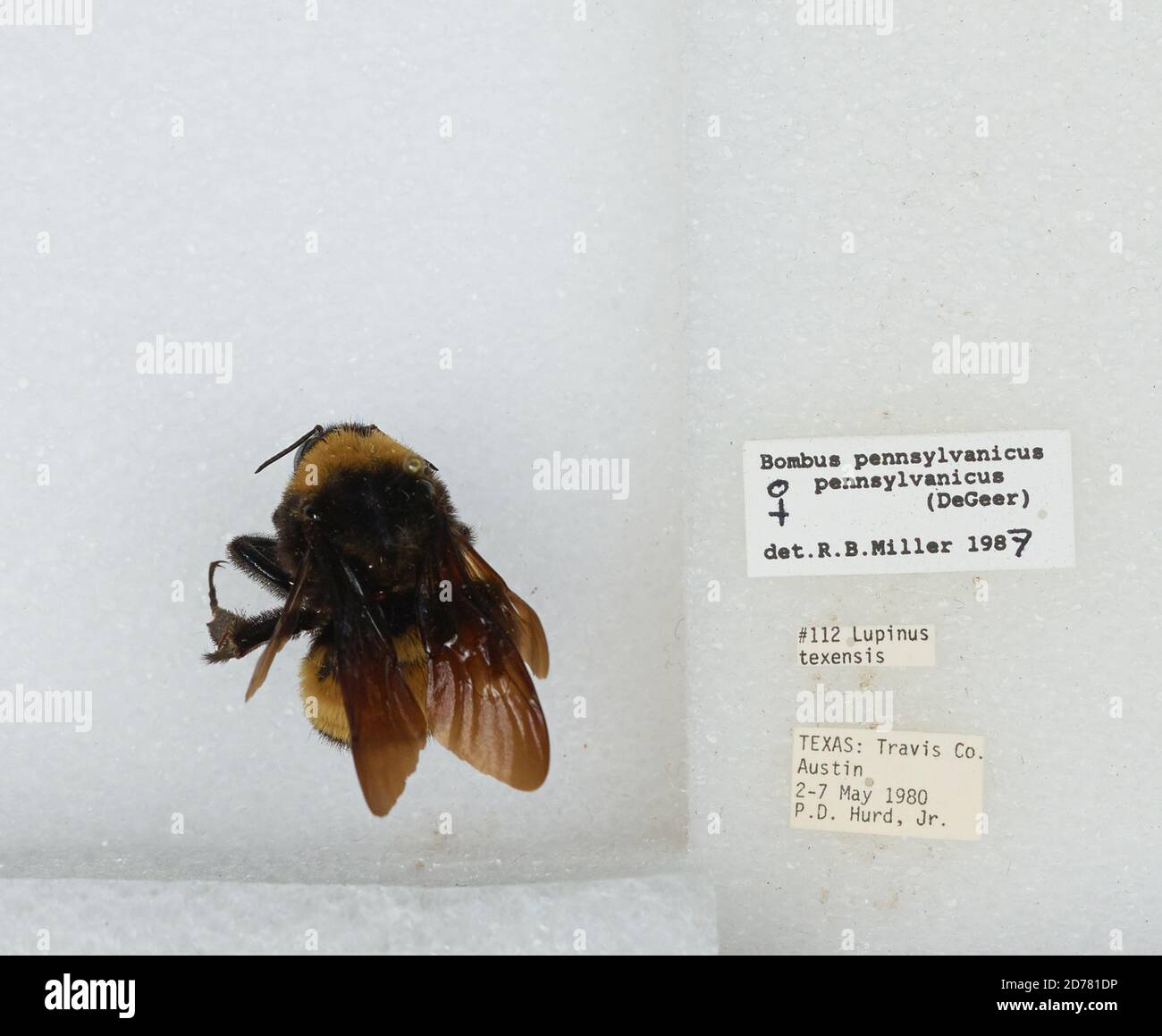 Austin, Travis, Texas, United States, Bombus (Fervidobombus ...