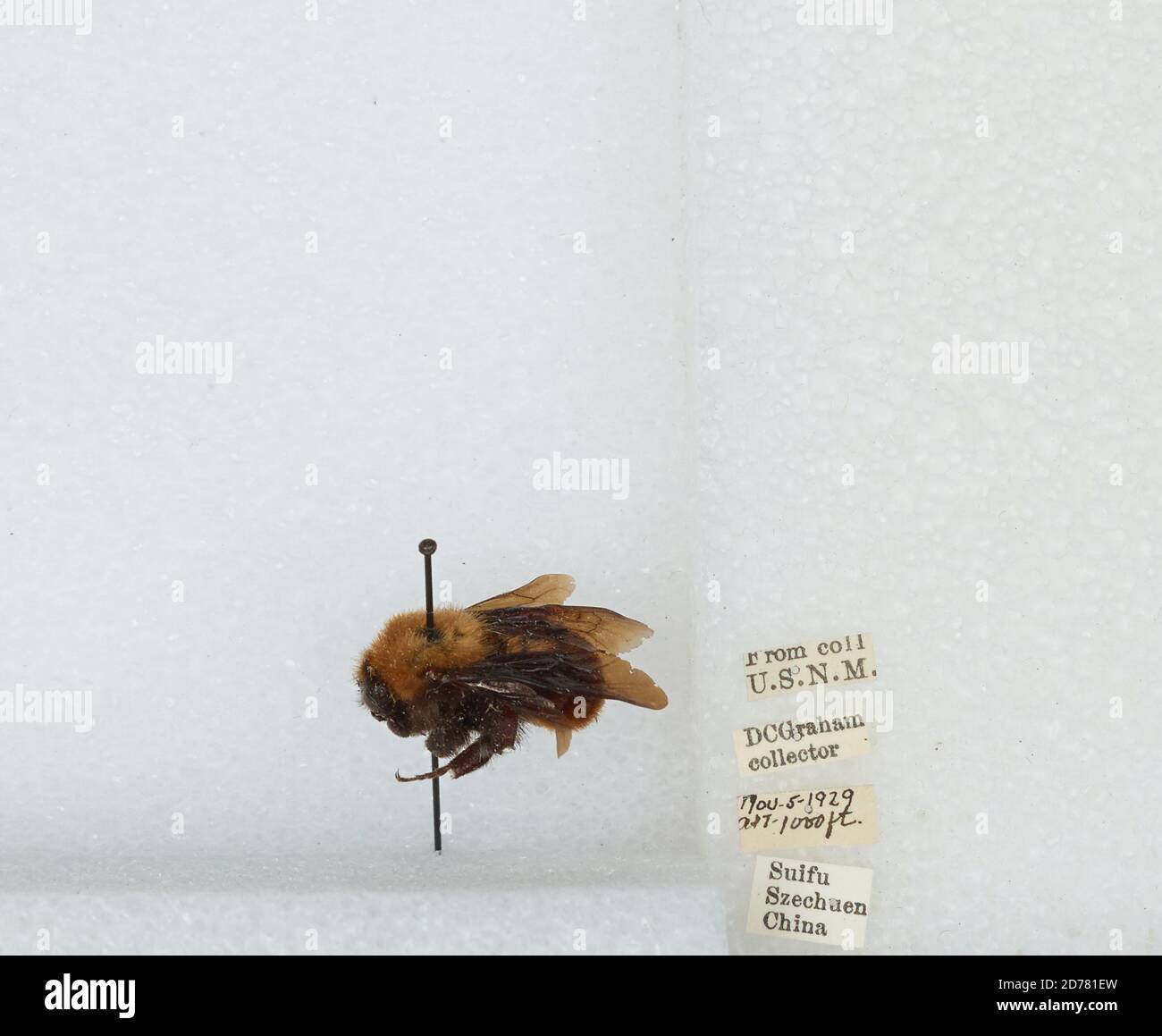 Suifu, Sichuan, China, Bombus (Tricornibombus) atripes Smith, Animalia ...