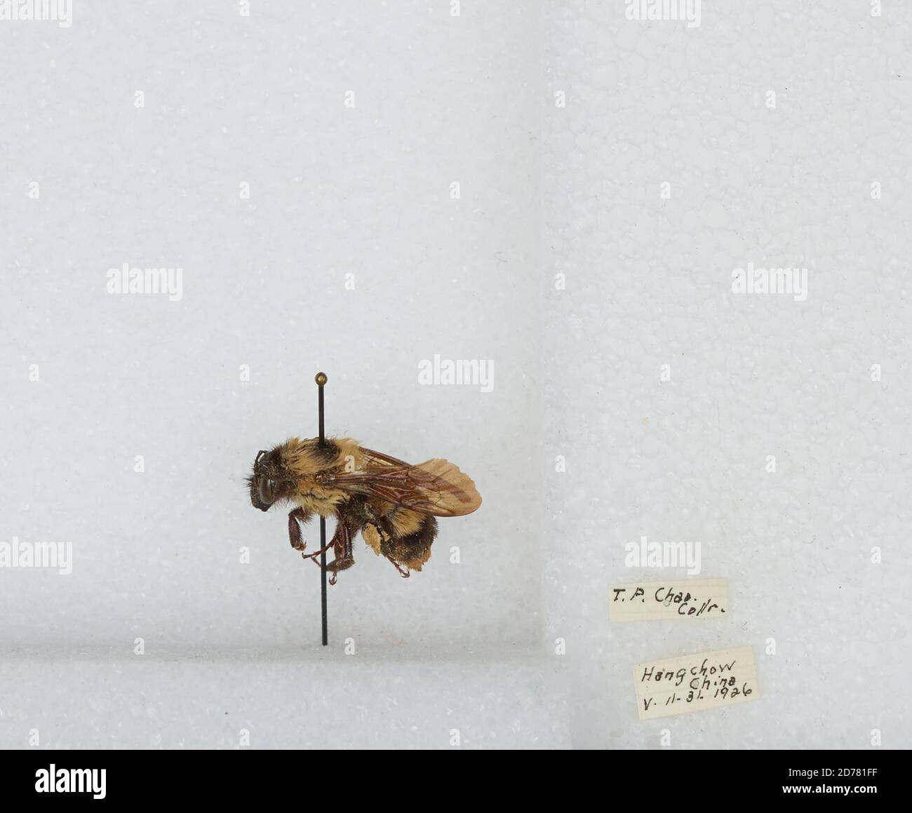 Bombus trifasciatus hi-res stock photography and images - Alamy