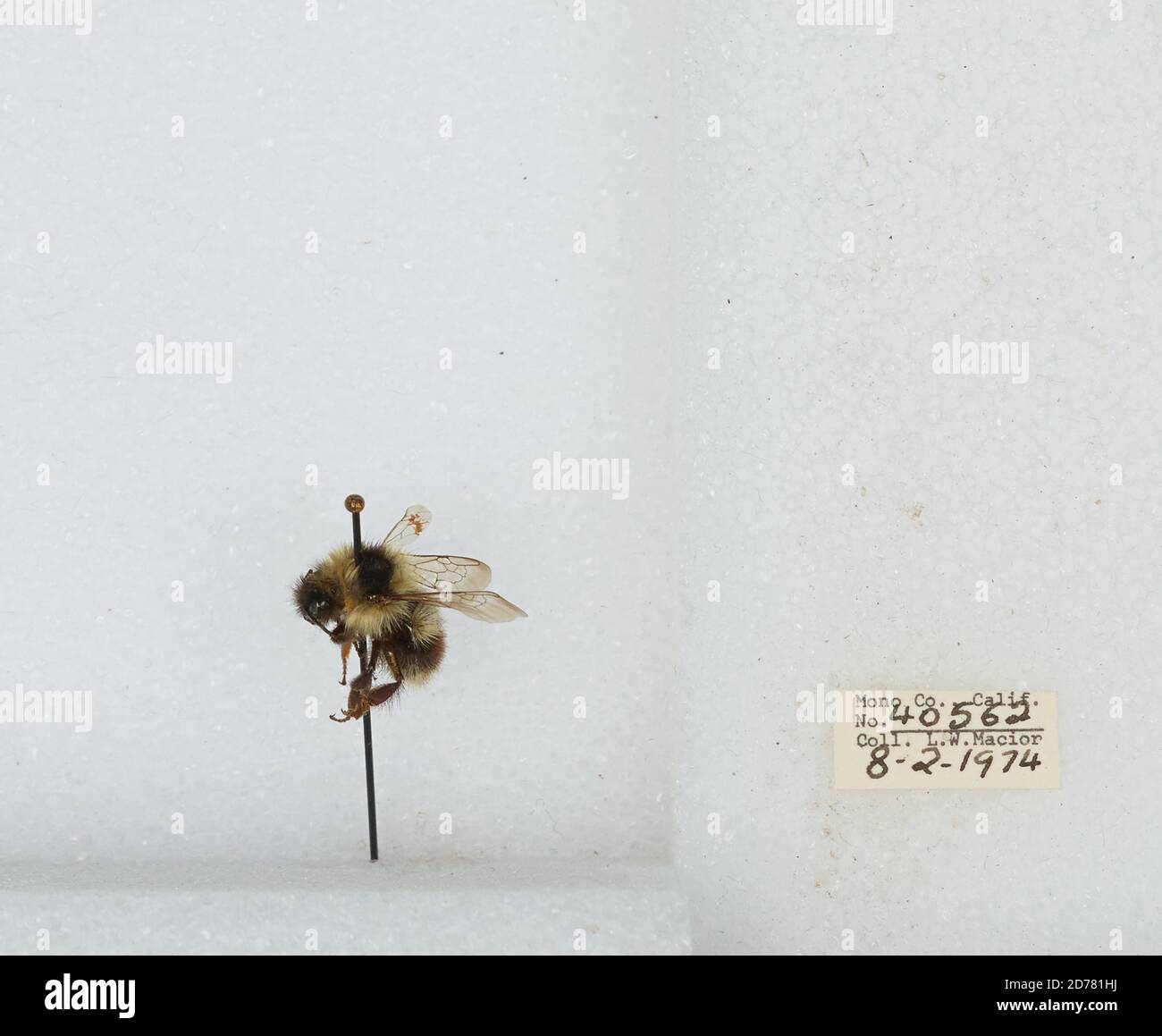 Mono, California, United States, Bombus (Cullumanobombus) rufocinctus ...