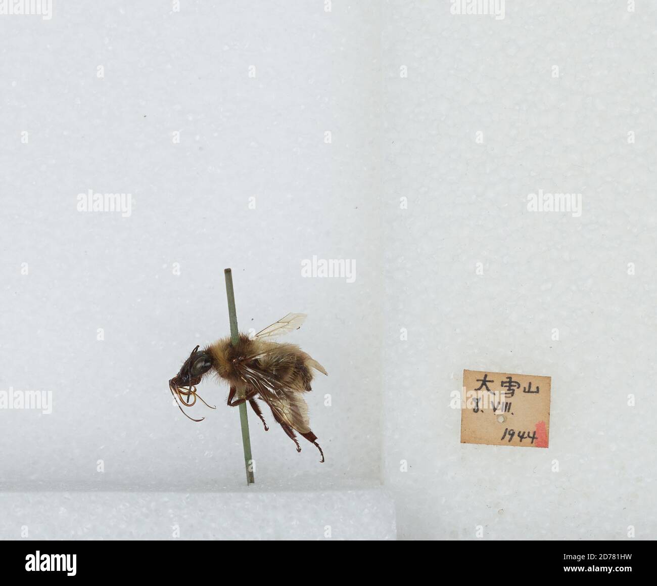 Daisetsuzan, Japan, Bombus (Diversobombus) diversus Smith, Animalia ...