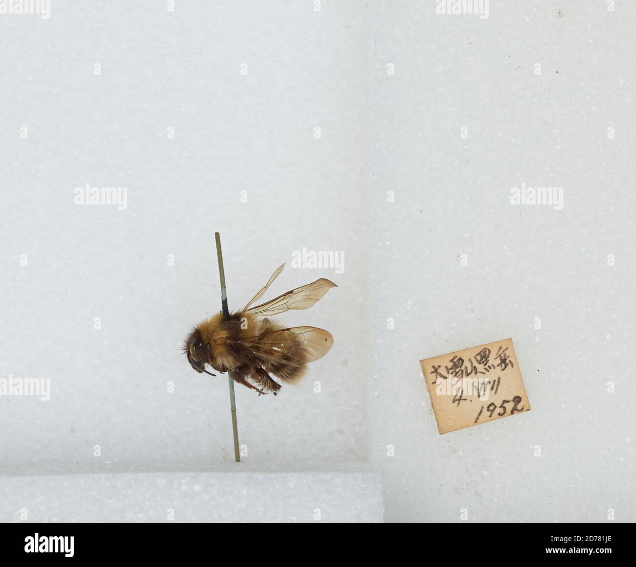 Mount Kuro, Daisetsuzan, Japan, Bombus (Diversobombus) diversus Smith, Animalia, Arthropoda ...