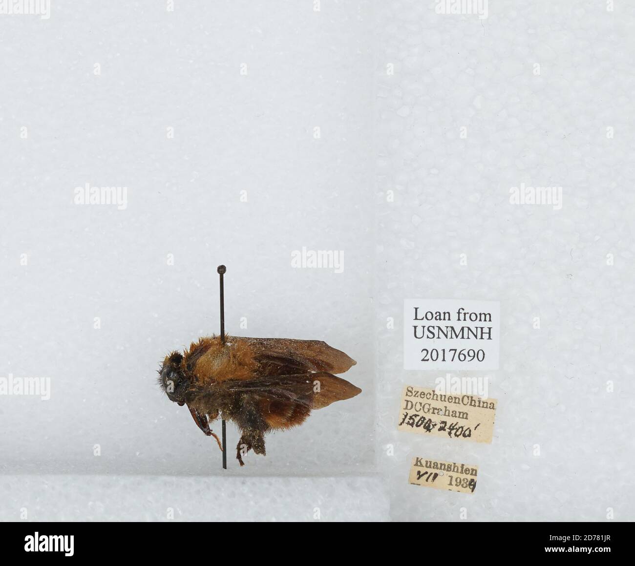 Kuanshien, Sichuan, China, Bombus (Tricornibombus) atripes Smith ...