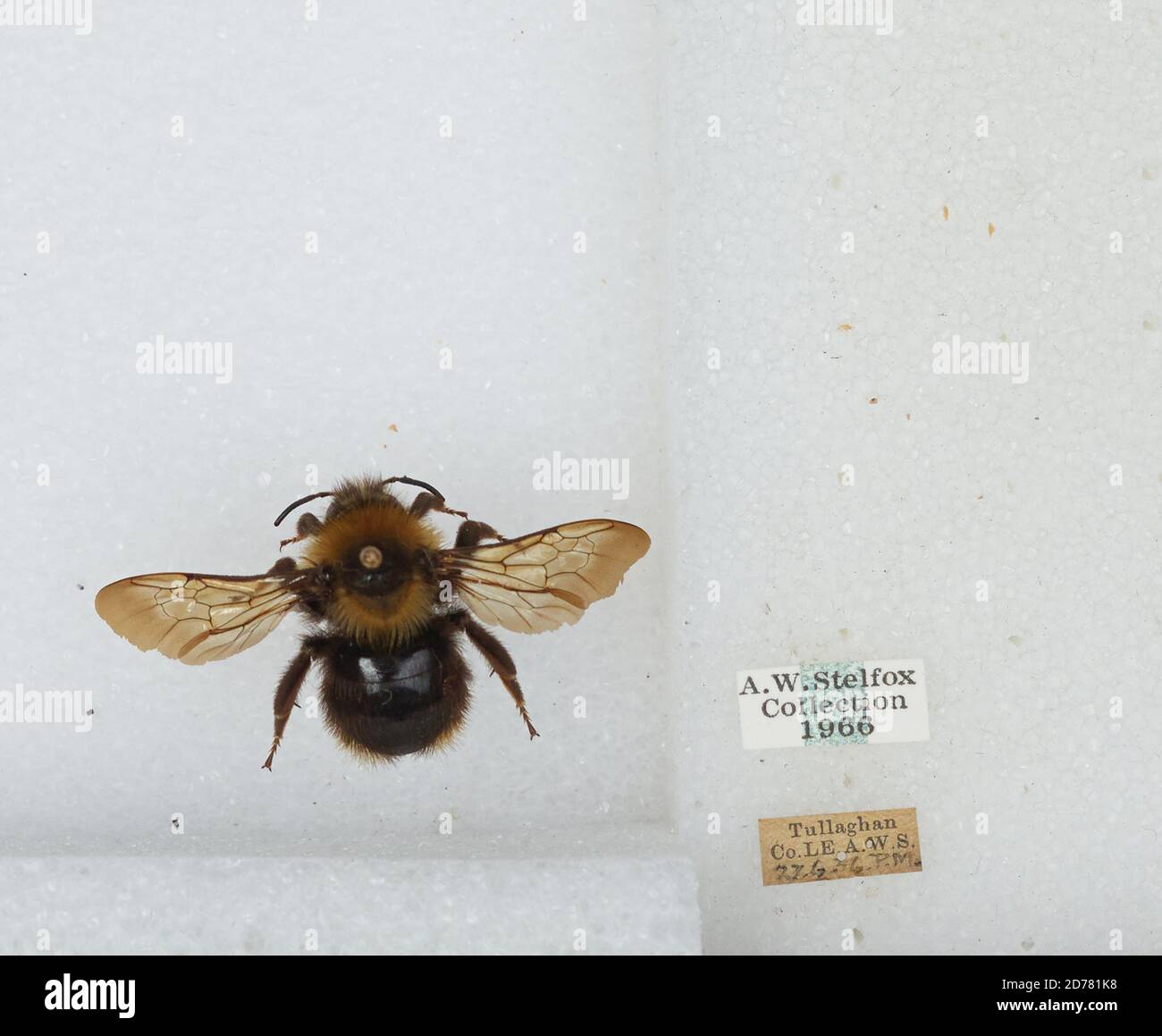 Tullaghan, Leitrim, Ireland, Bombus (Psithyrus) campestris Panzer ...