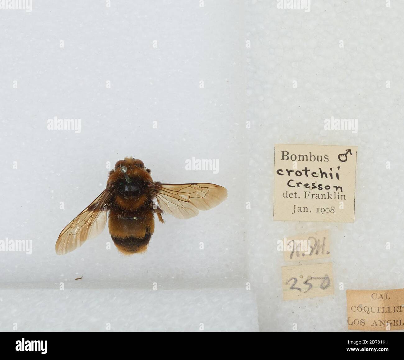 Los Angeles, California, United States, Bombus (Crotchiibombus ...