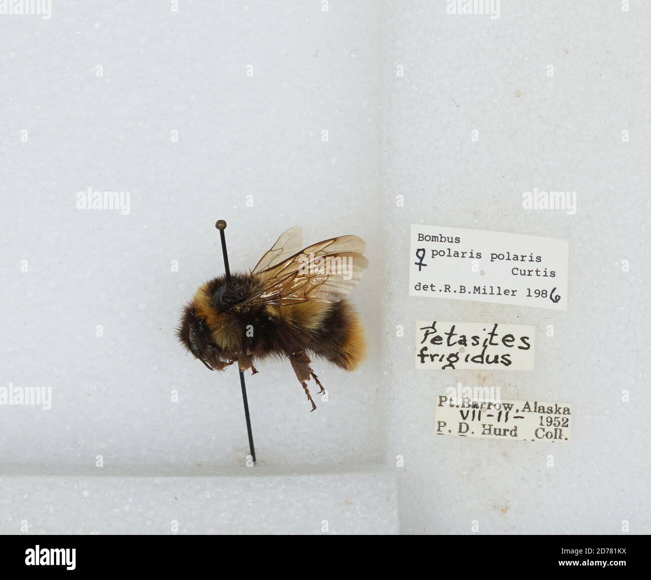 Point Barrow, North Slope, Alaska, United States, Bombus (Alpinobombus ...