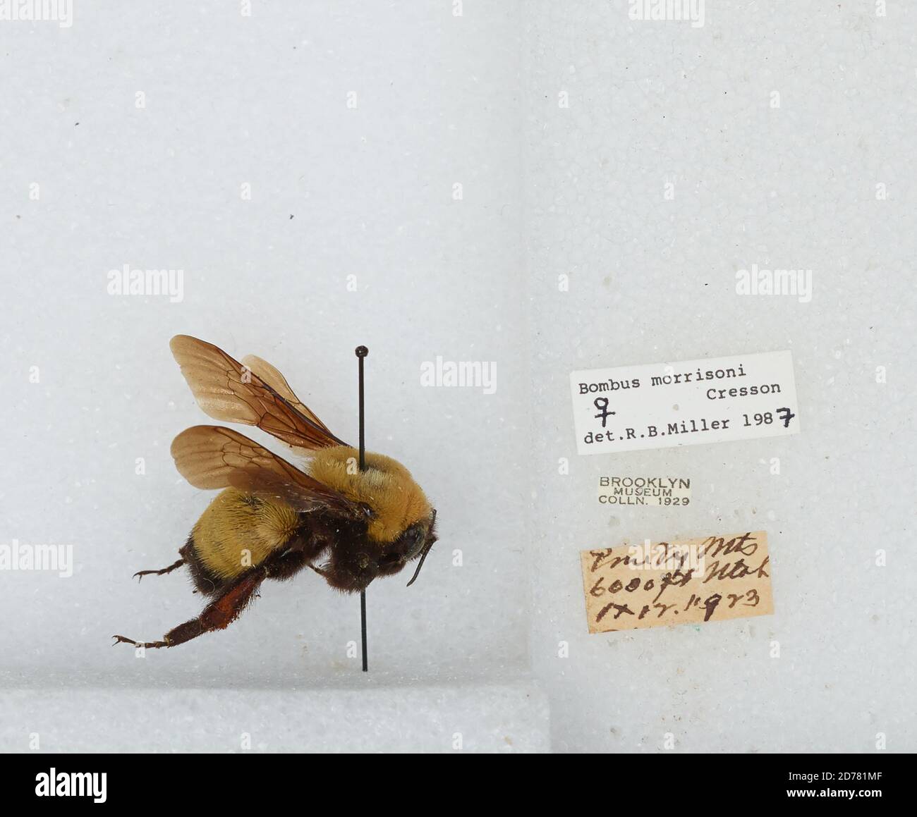 Pine Valley Mountains, Washington, Utah, United States, Bombus ...