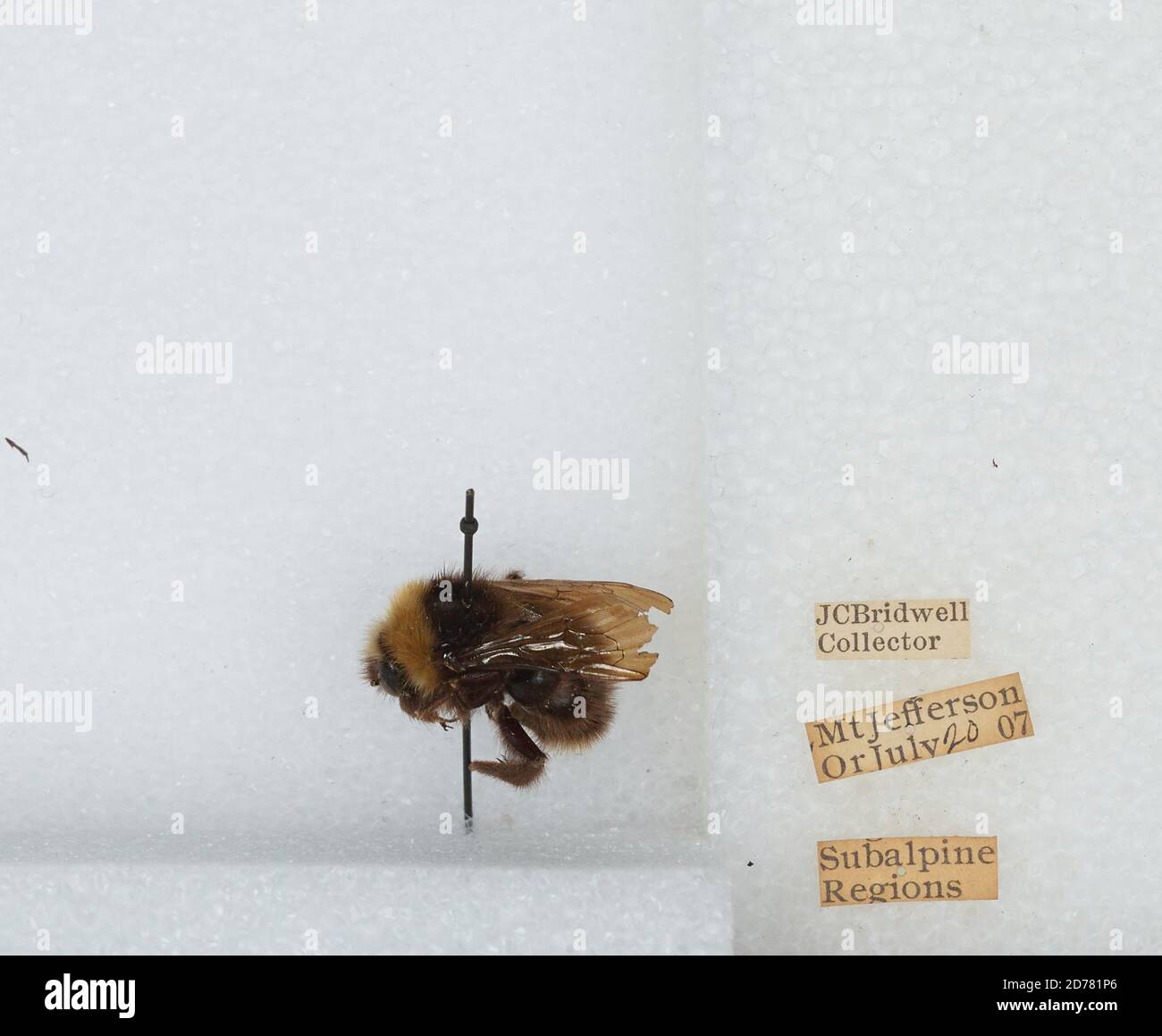 Subalpine Regions, Mount Jefferson, Linn, Oregon, United States, Bombus ...