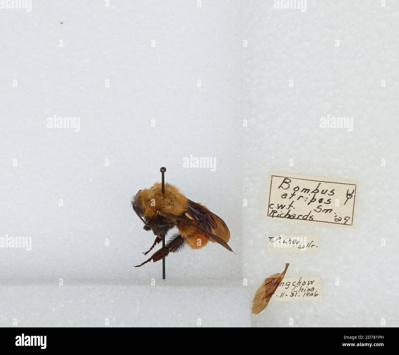 Hangzhou, Zhejiang, China, Bombus (Tricornibombus) atripes Smith ...