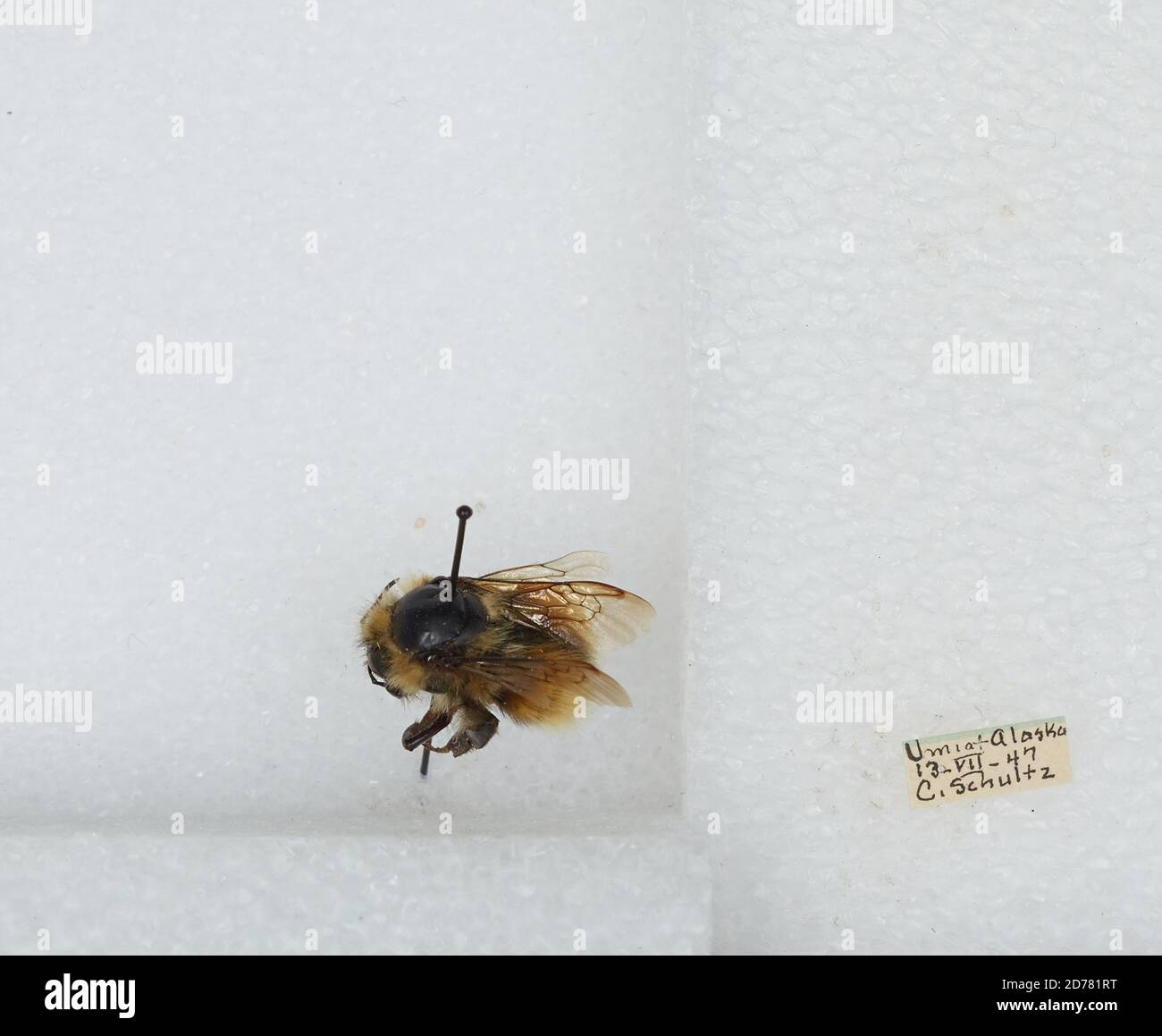 Umiat, North Slope, Alaska, United States, Bombus (Pyrobombus ...