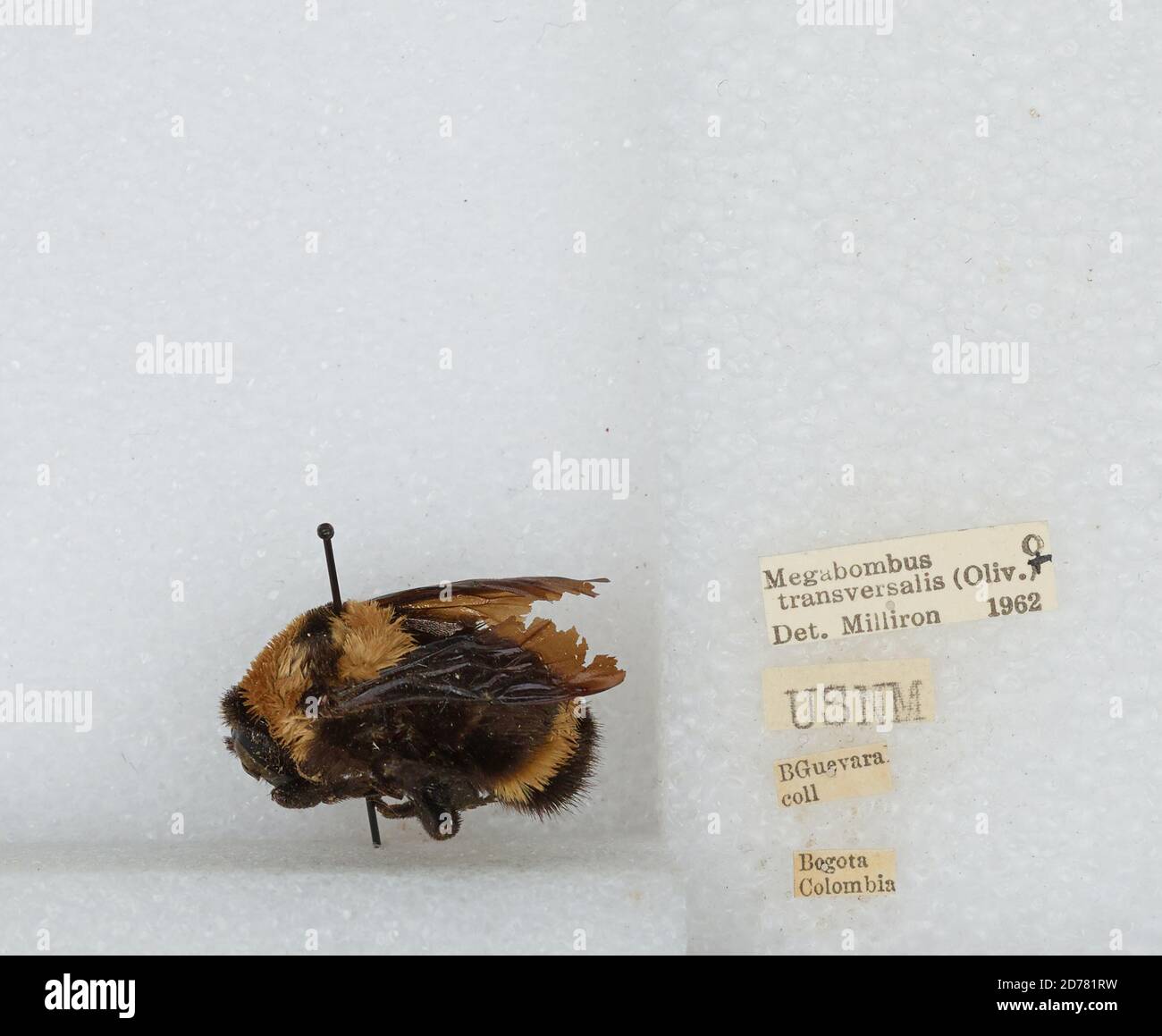 Bogota, Cundinamarca, Colombia, Bombus (Fervidobombus) transversalis ...