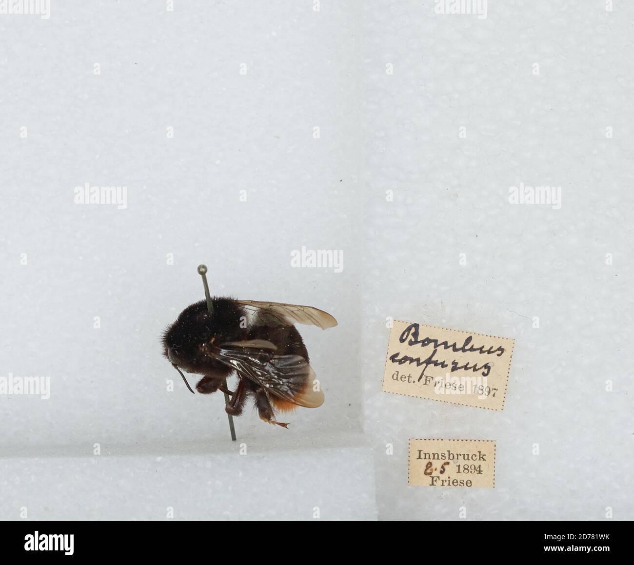 Confusibombus hi-res stock photography and images - Alamy