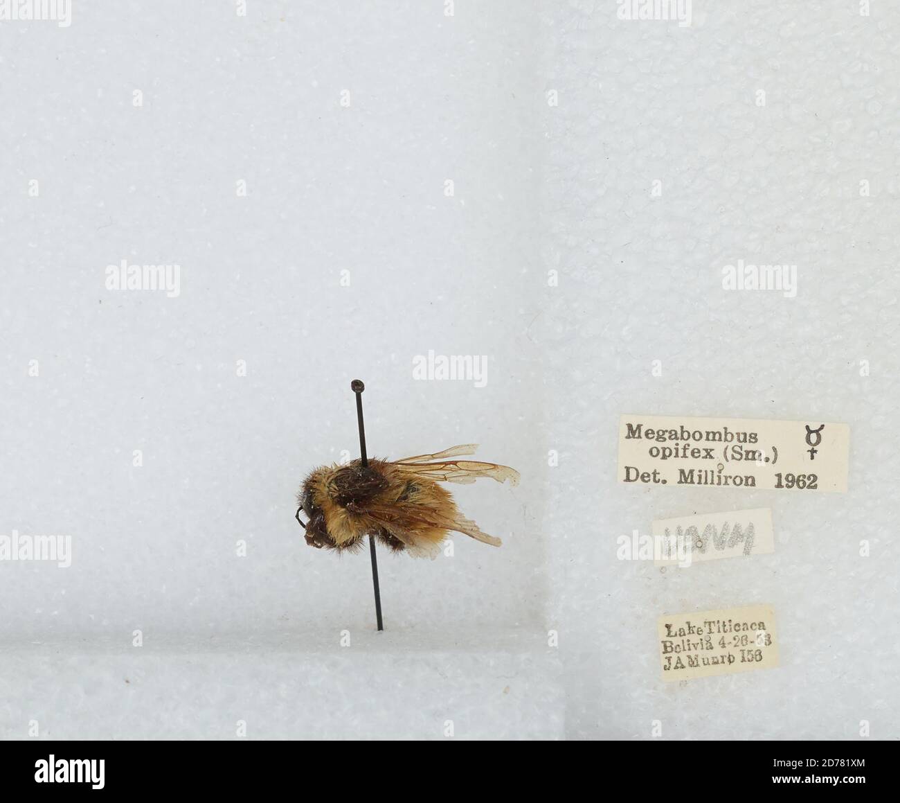 Lake Titicaca, La Paz, Bolivia, Bombus (Megabombus) opifex Smith ...