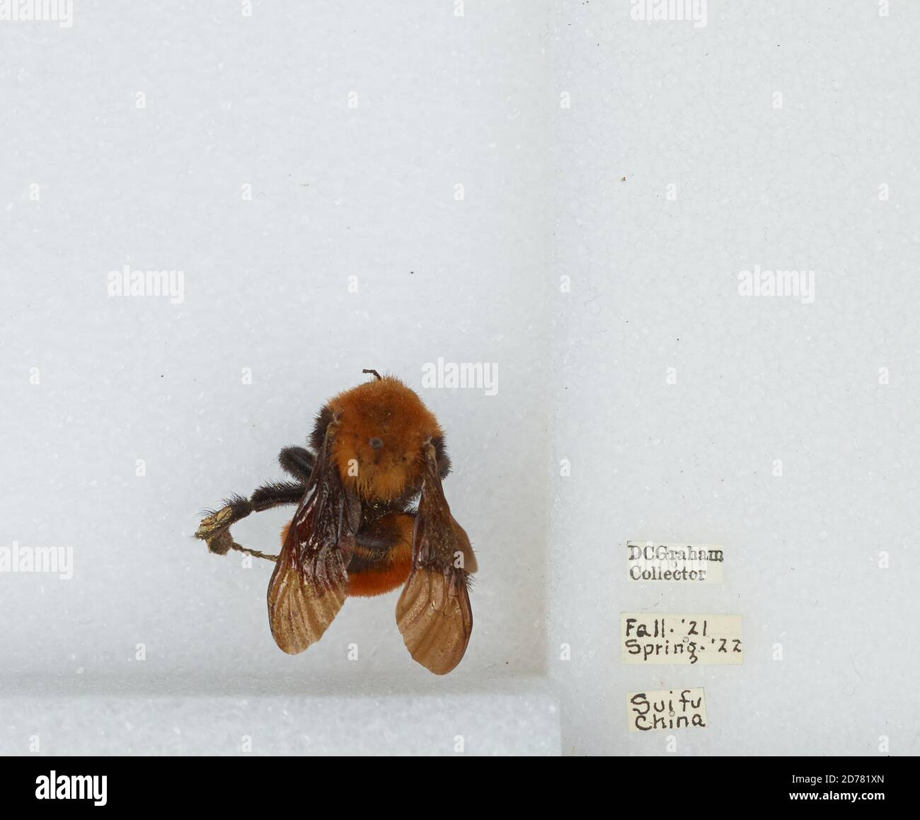 Suifu, Sichuan, China, Bombus (Tricornibombus) atripes Smith, Animalia ...