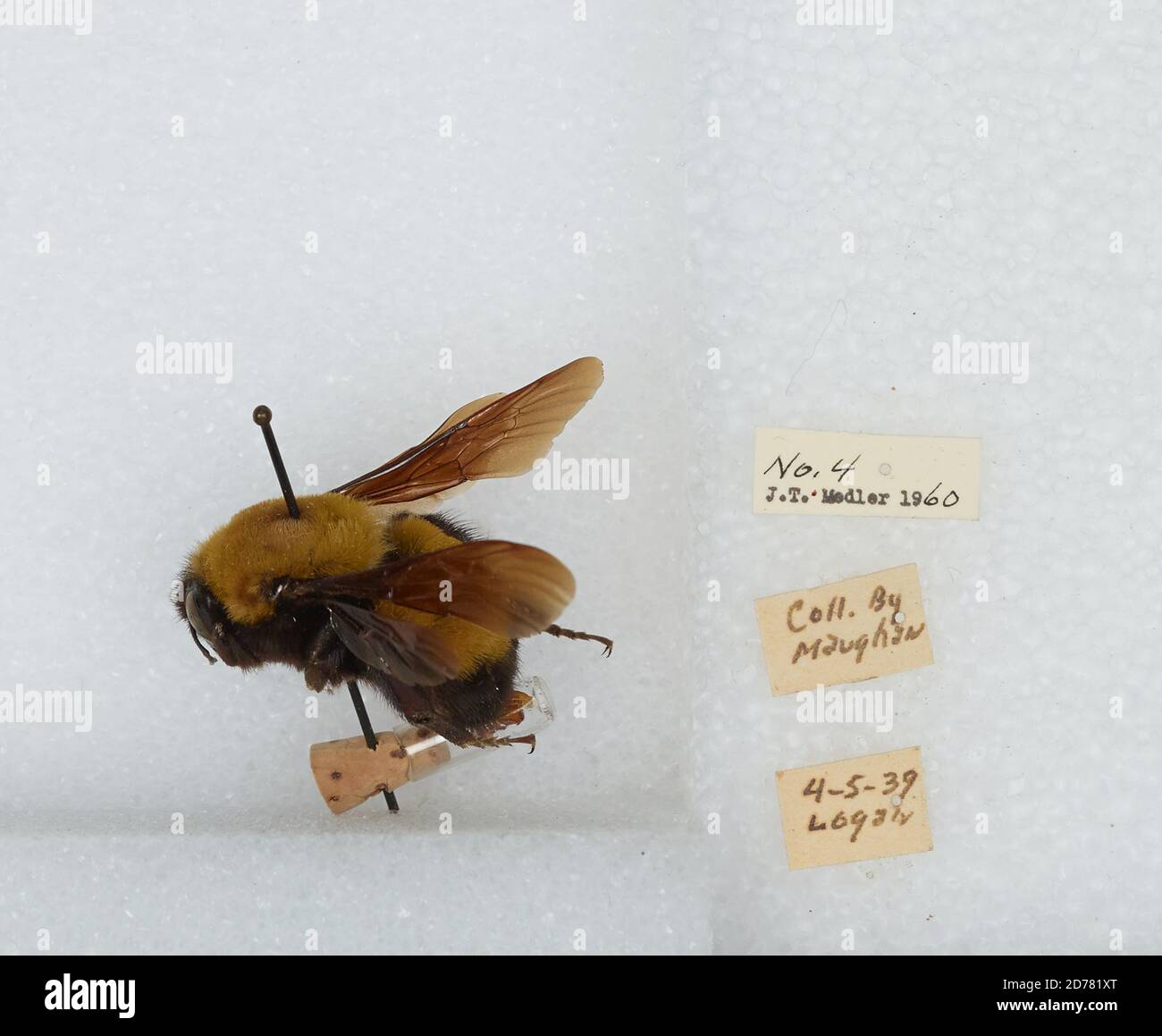 Logan, Yukon Territory, Canada, Bombus (Separatobombus) morrisoni ...