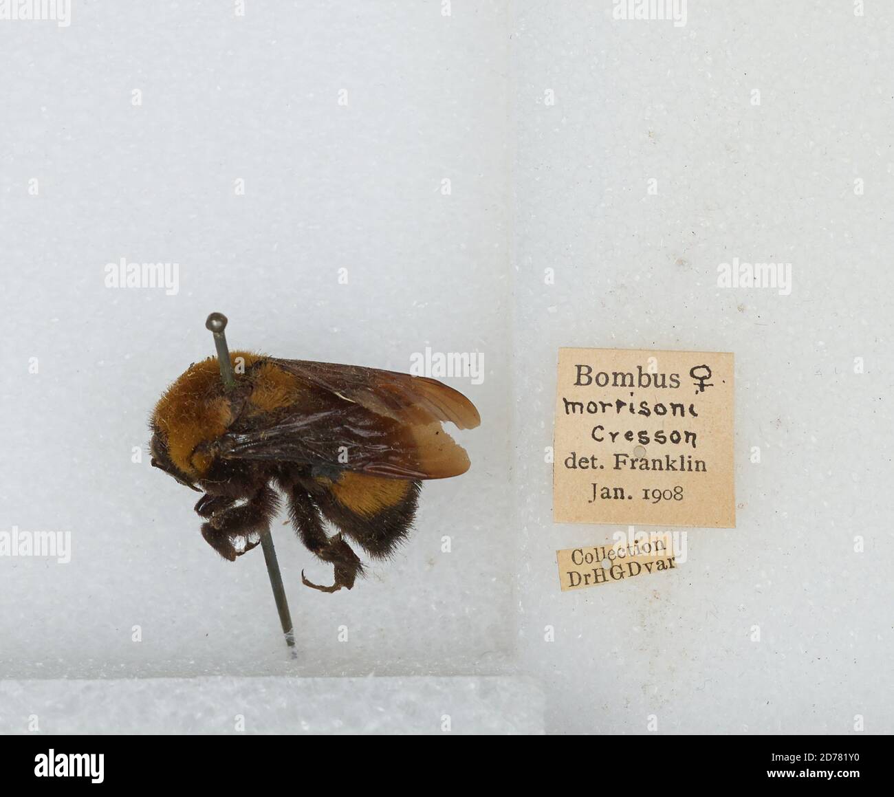 Bombus (Separatobombus) morrisoni Cresson, 1878, Animalia, Arthropoda ...