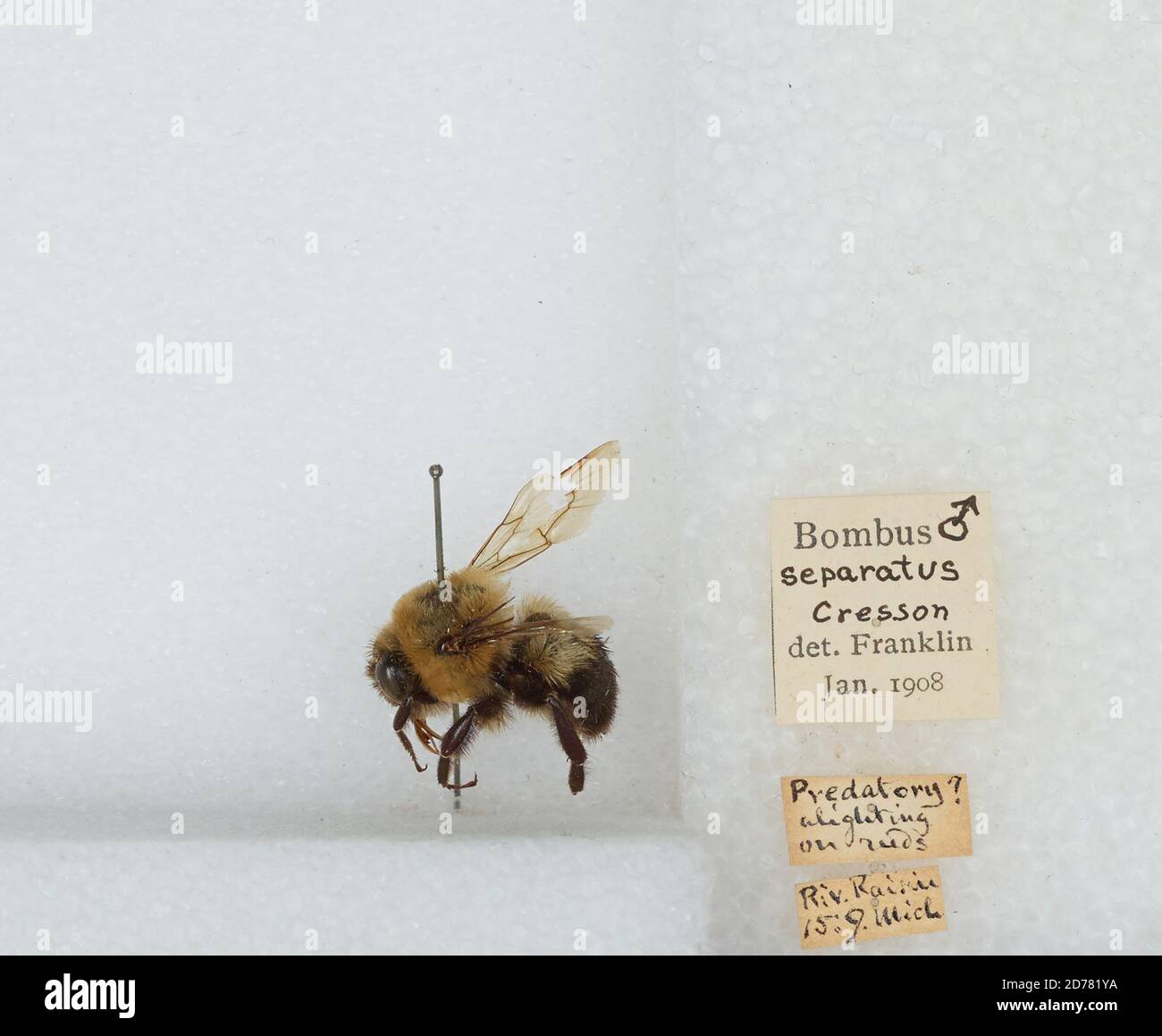 River Raisin, Washtenaw, Michigan, United States, Bombus ...