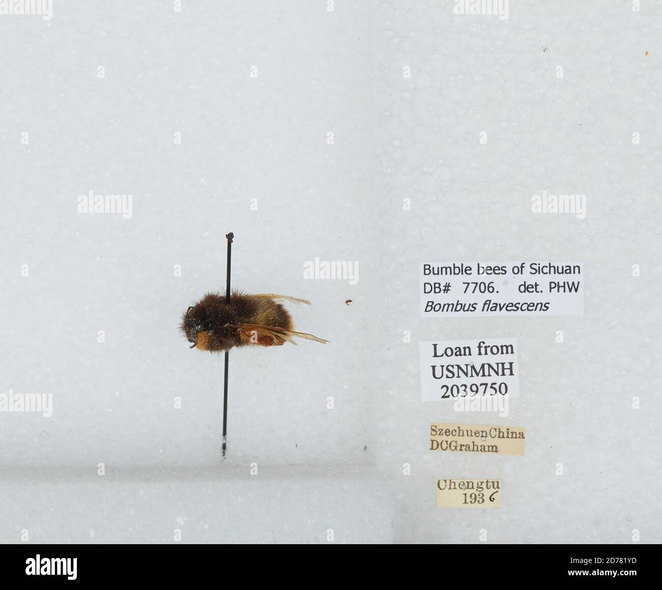Chengdu, Sichuan, China, Bombus (Pyrobombus) flavescens Smith, 1852 ...