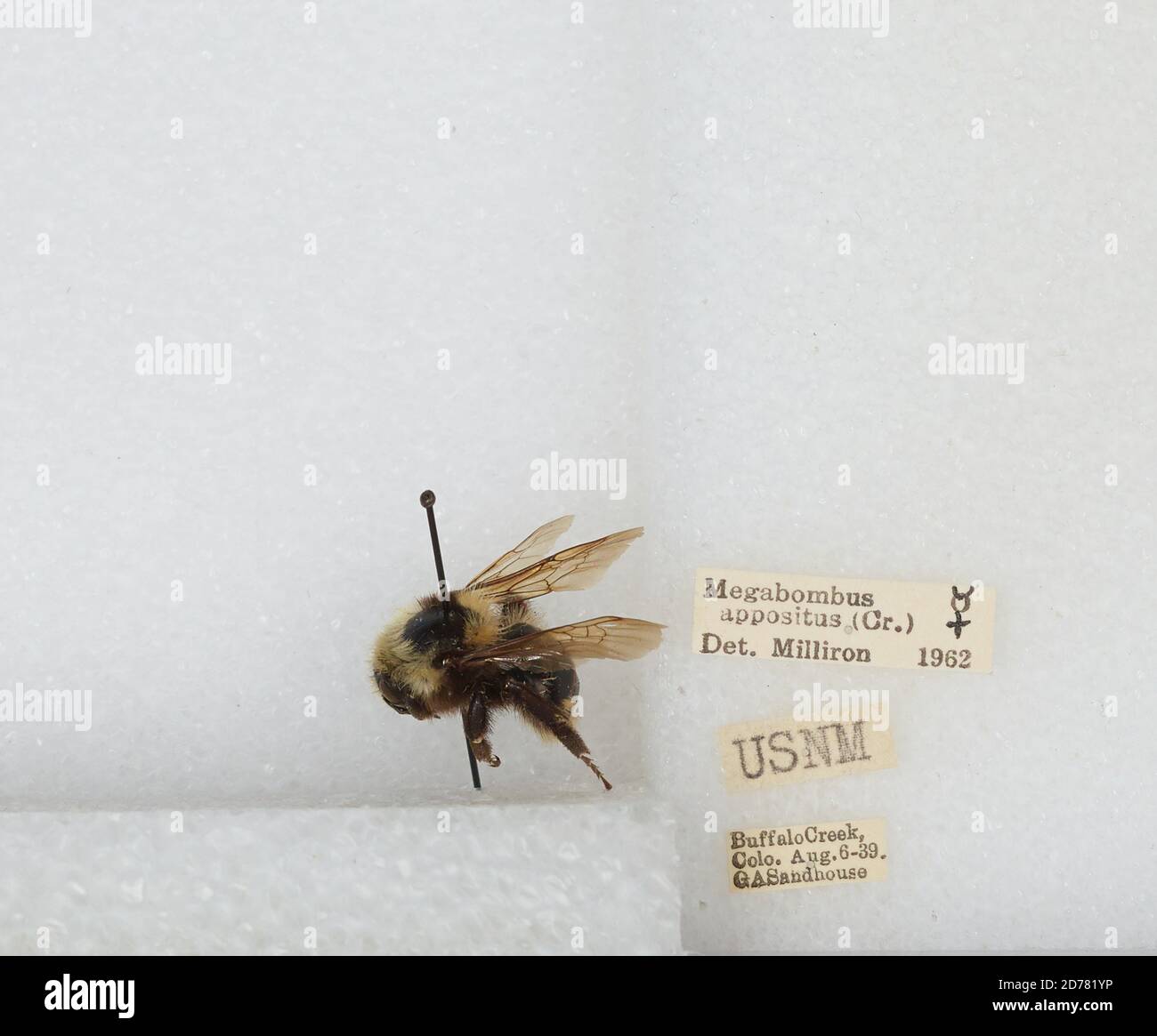 Buffalo Creek, Jefferson, Colorado, United States, Bombus ...