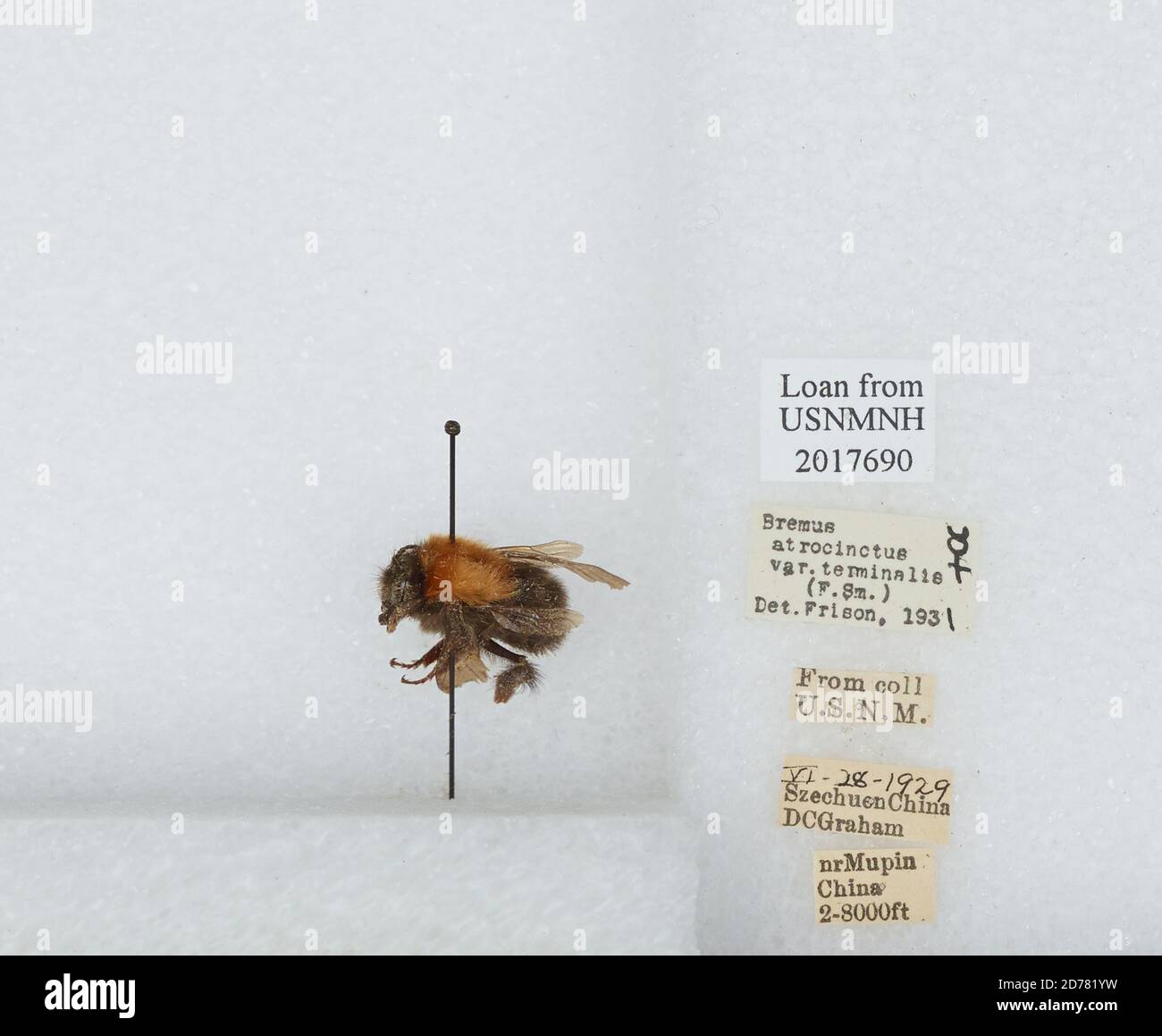 near Muping (formerly Mupin), Sichuan, China, Bombus (Festivobombus ...